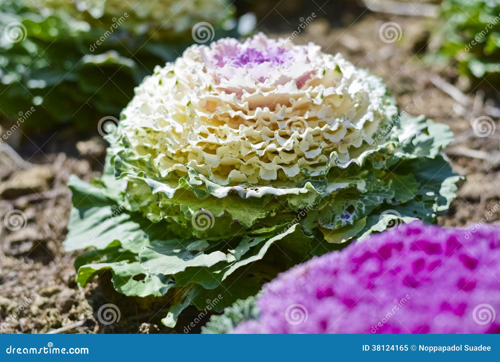 Fancy colored cabbage stock image. Image of blossom, isolated - 38124165