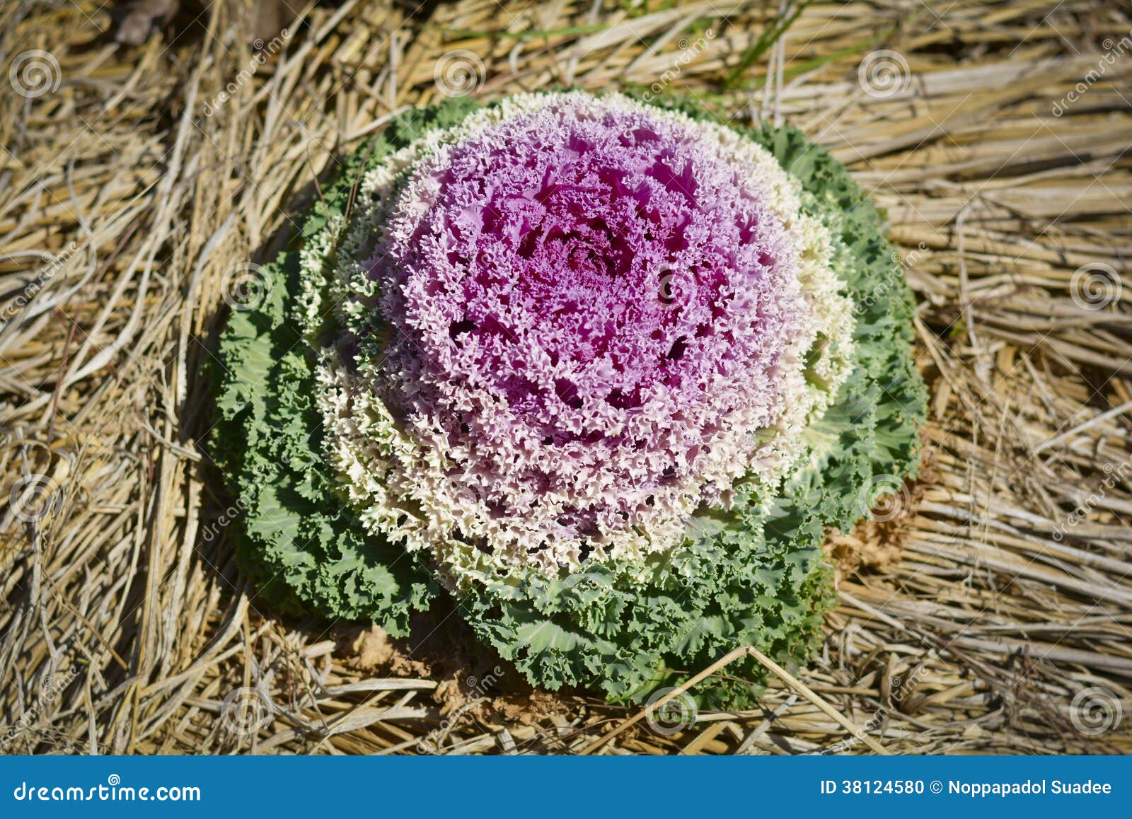 Fancy colored cabbage stock photo. Image of green, leafy - 38124580