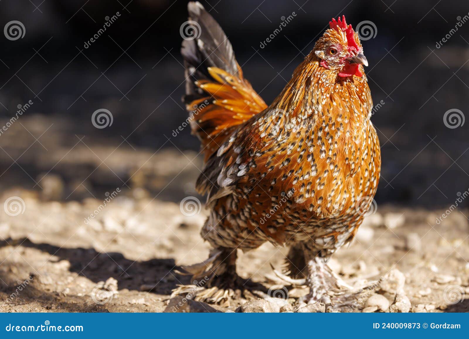 Colourful Chicken on Some Rocks Stock Image - Image of colorful ...