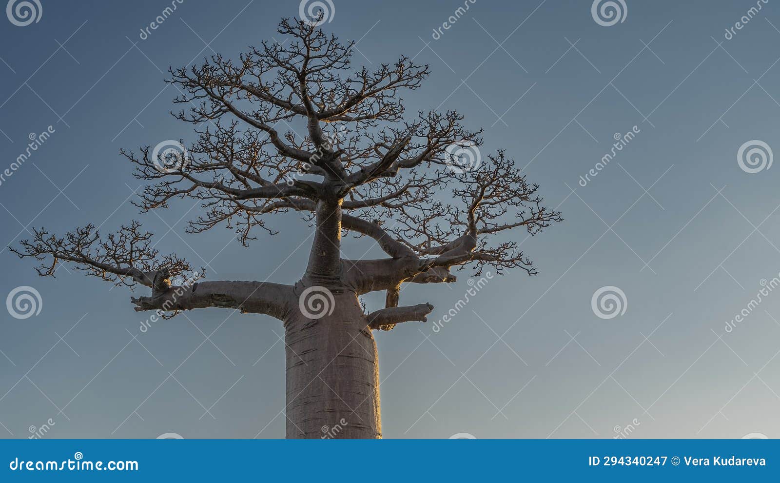 The Thick Trunk Of A Green Natural Natural Terrible Terrible Horisia ...