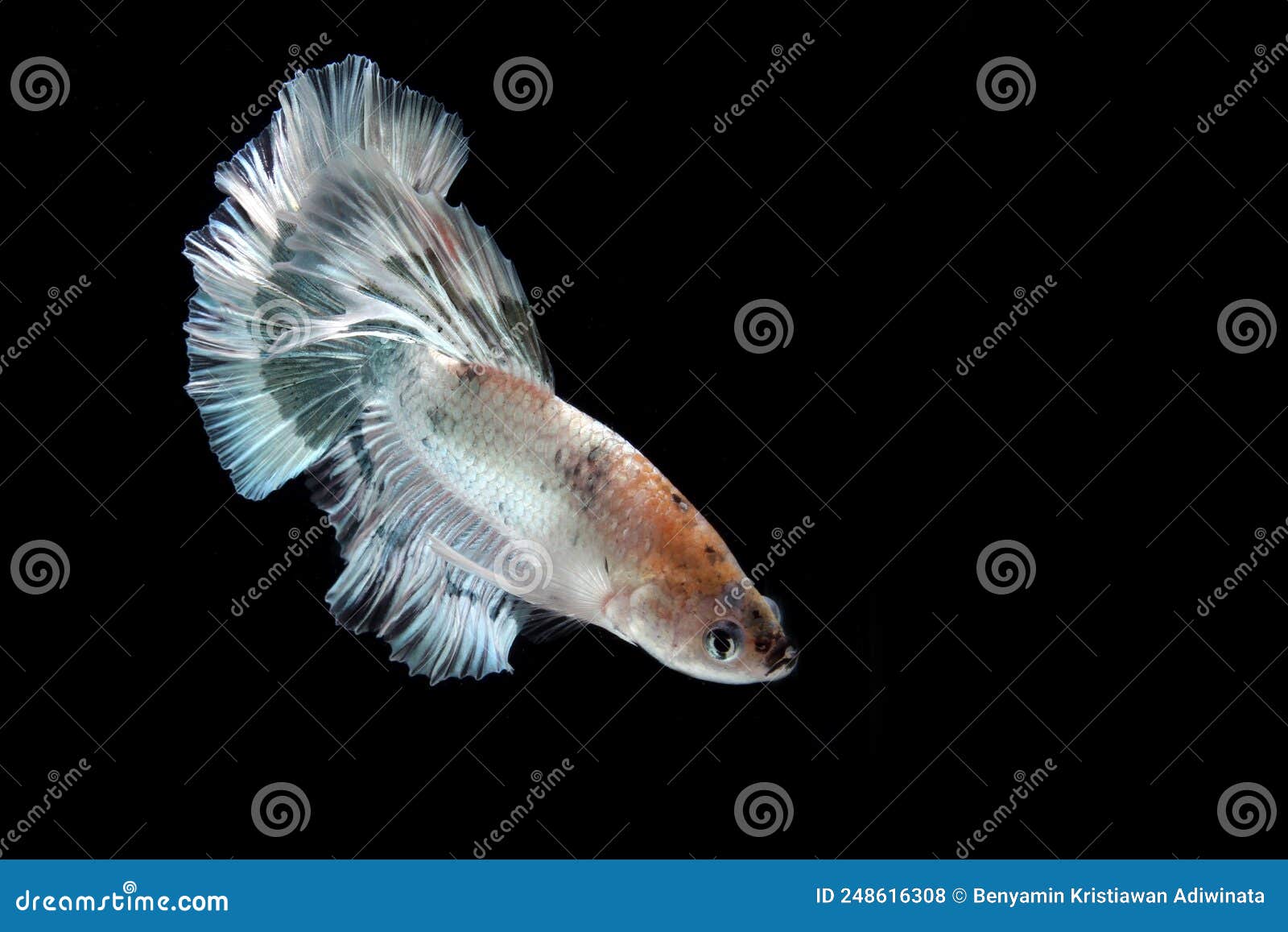 Fancy Copper Betta Halfmoon Betta on Black Stock Photo - Image of ...