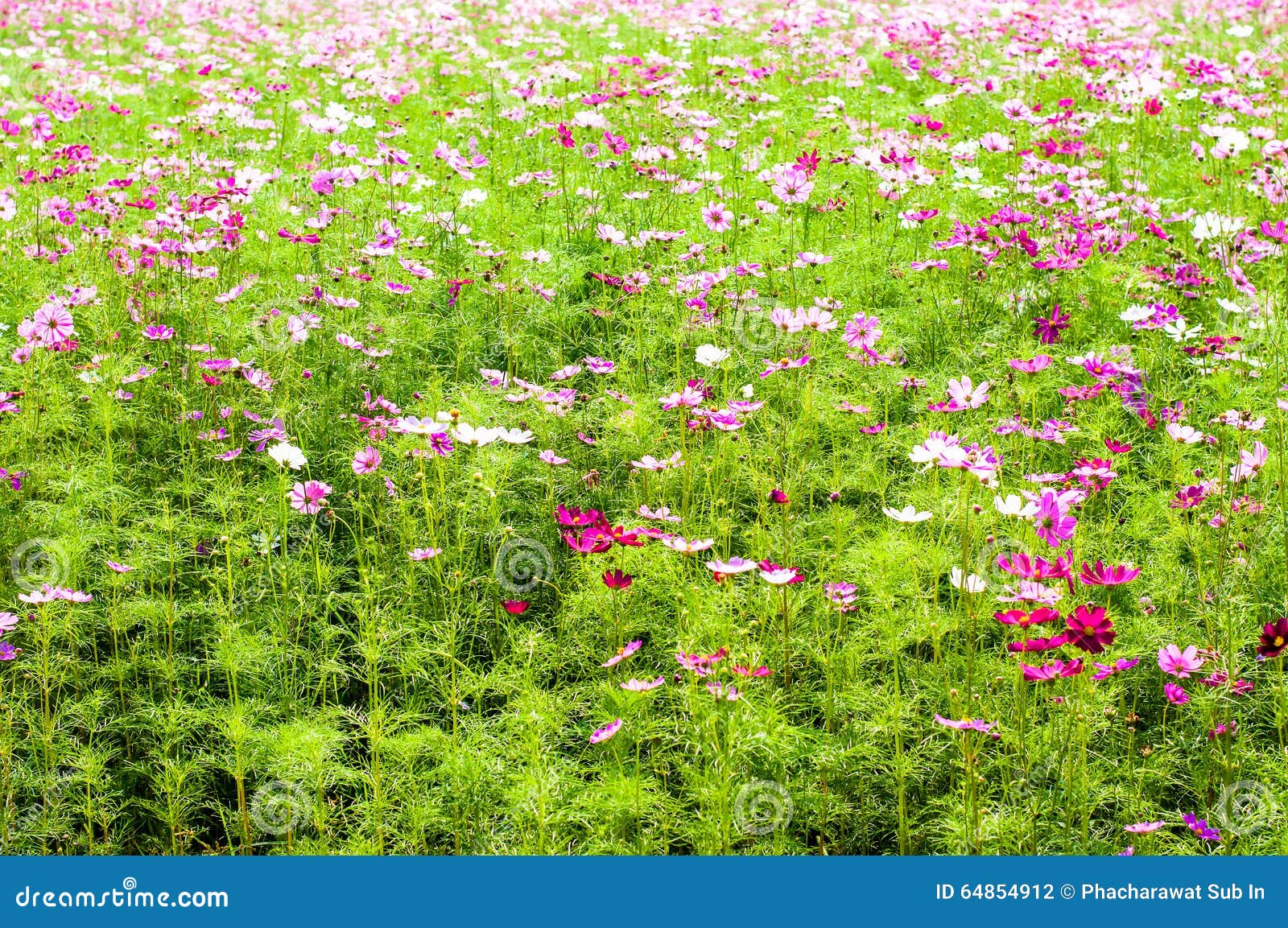 Fancy Cosmos Flower of Field Stock Photo - Image of blossom, field ...