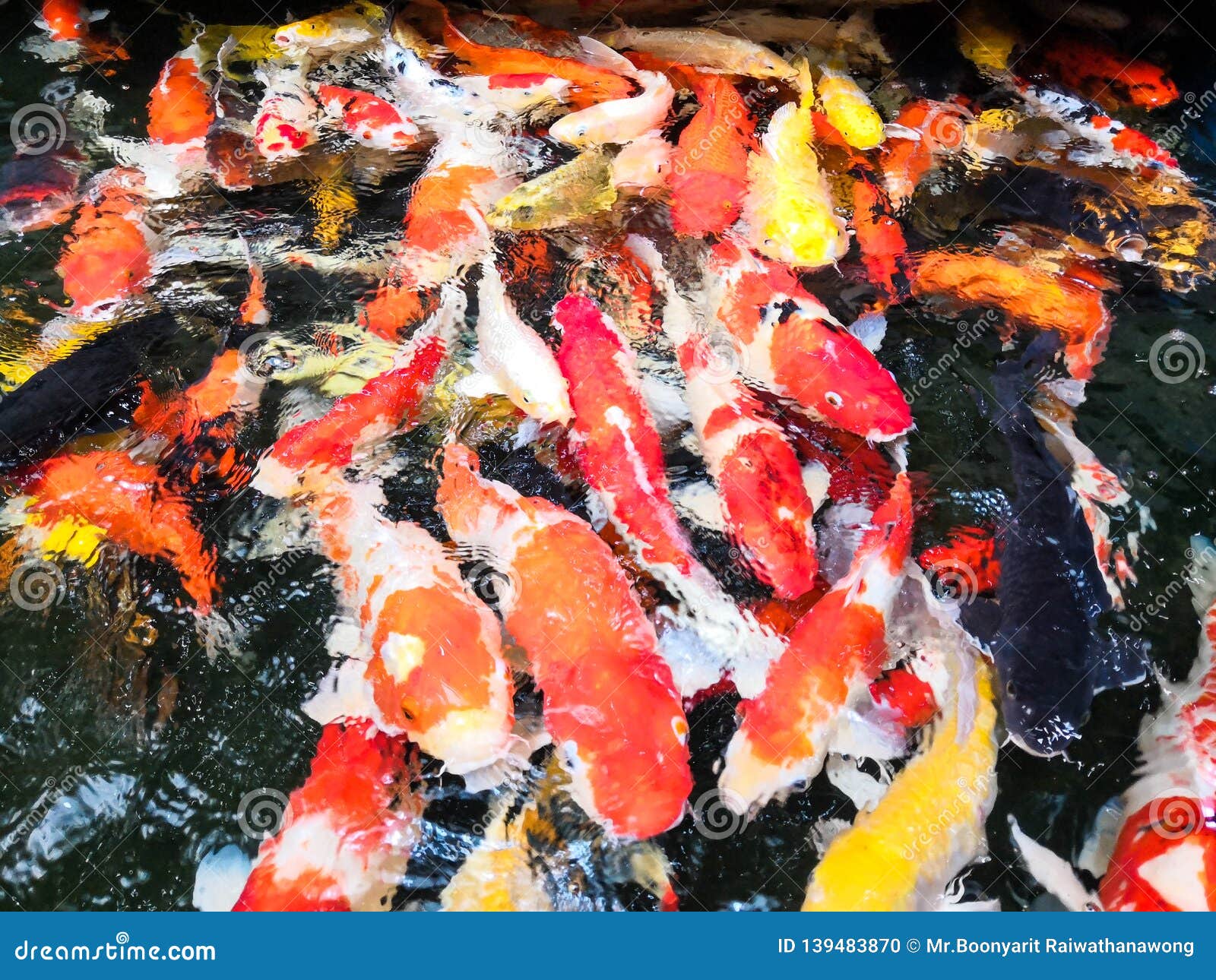 Colored Fish Top View Pond in the Park. Stock Photo - Image of asia ...
