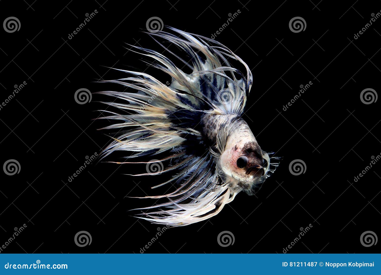 Fancy Crowntail Betta Isolate on Black Background Stock Image - Image ...