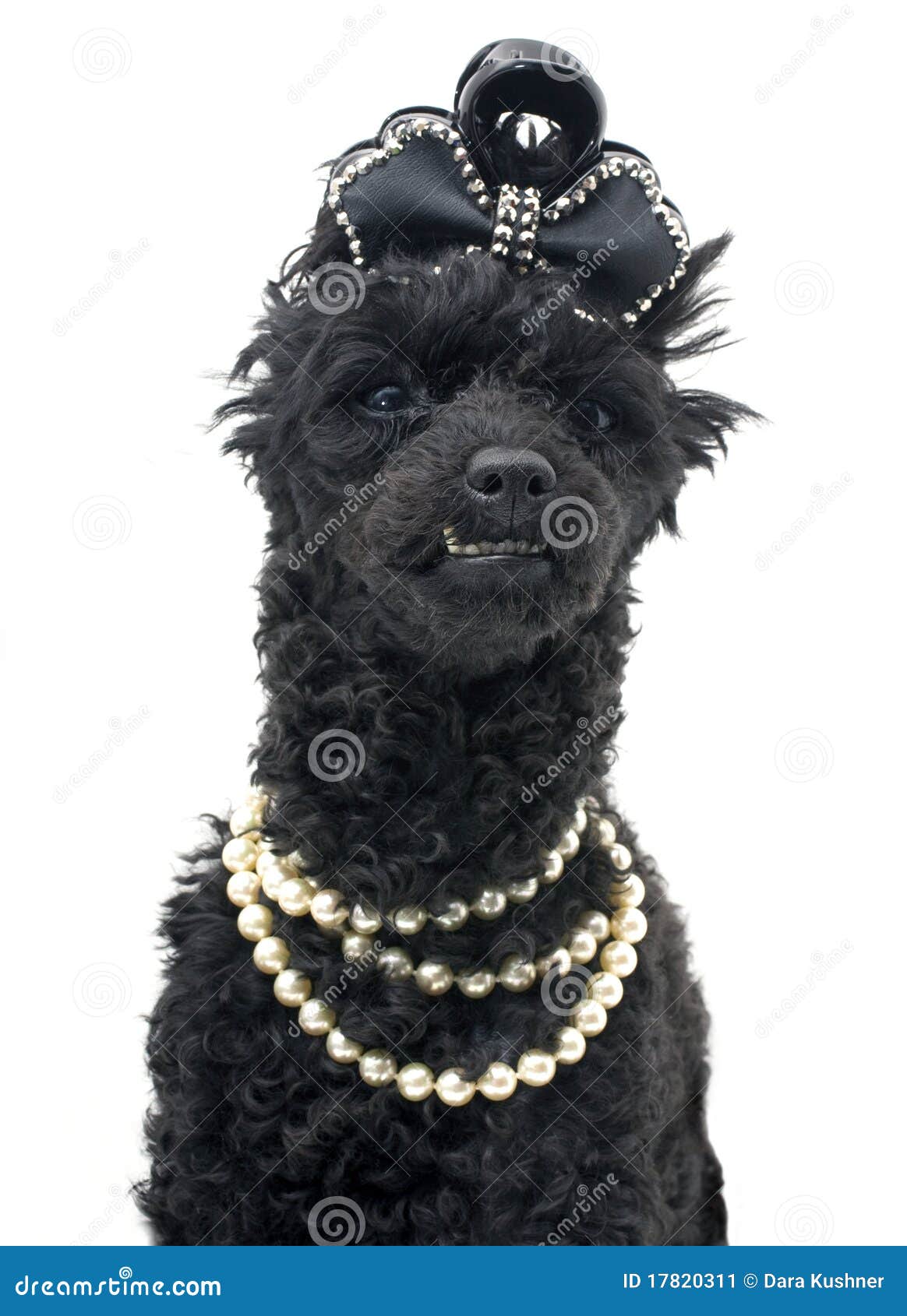 Fancy Dog stock image. Image of pretty, clip, black, studded - 17820311