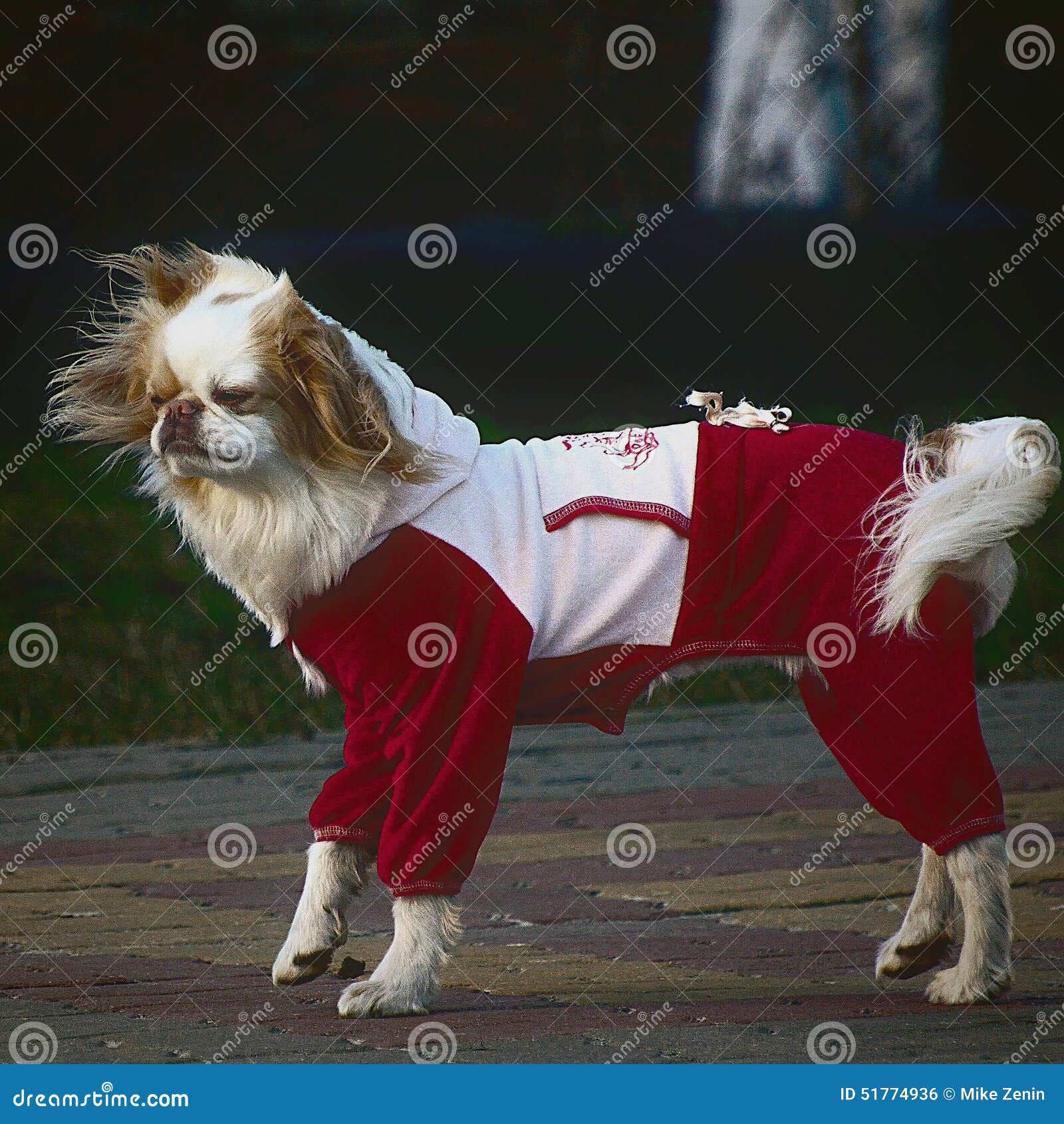 Fancy dressed dog stock photo. Image of posing, fancy - 51774936