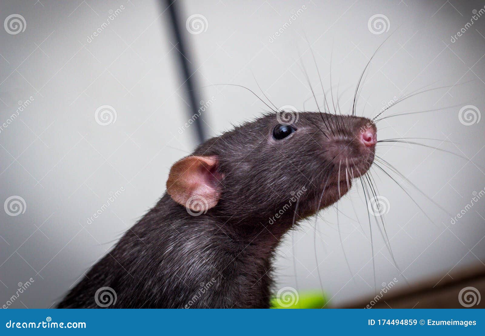 Fancy Dumbo Eared Pet Rat stock image. Image of domesticated - 174494859