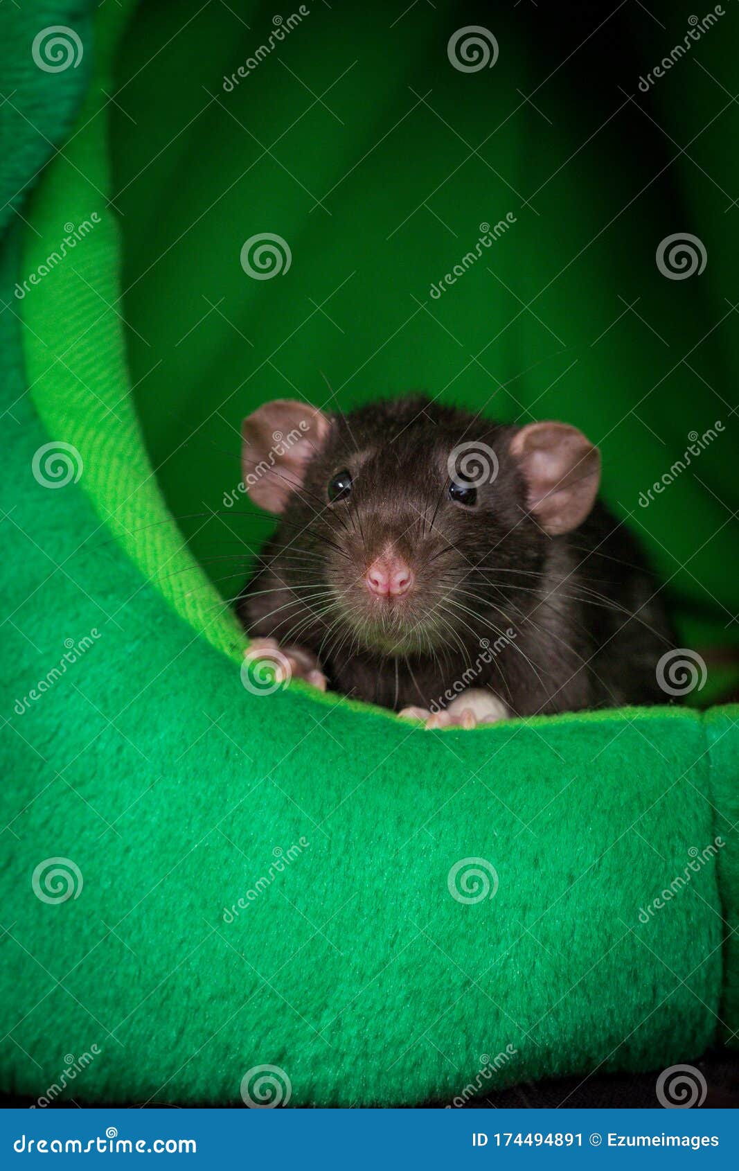 Fancy Dumbo Eared Pet Rat stock image. Image of sofa - 174494891
