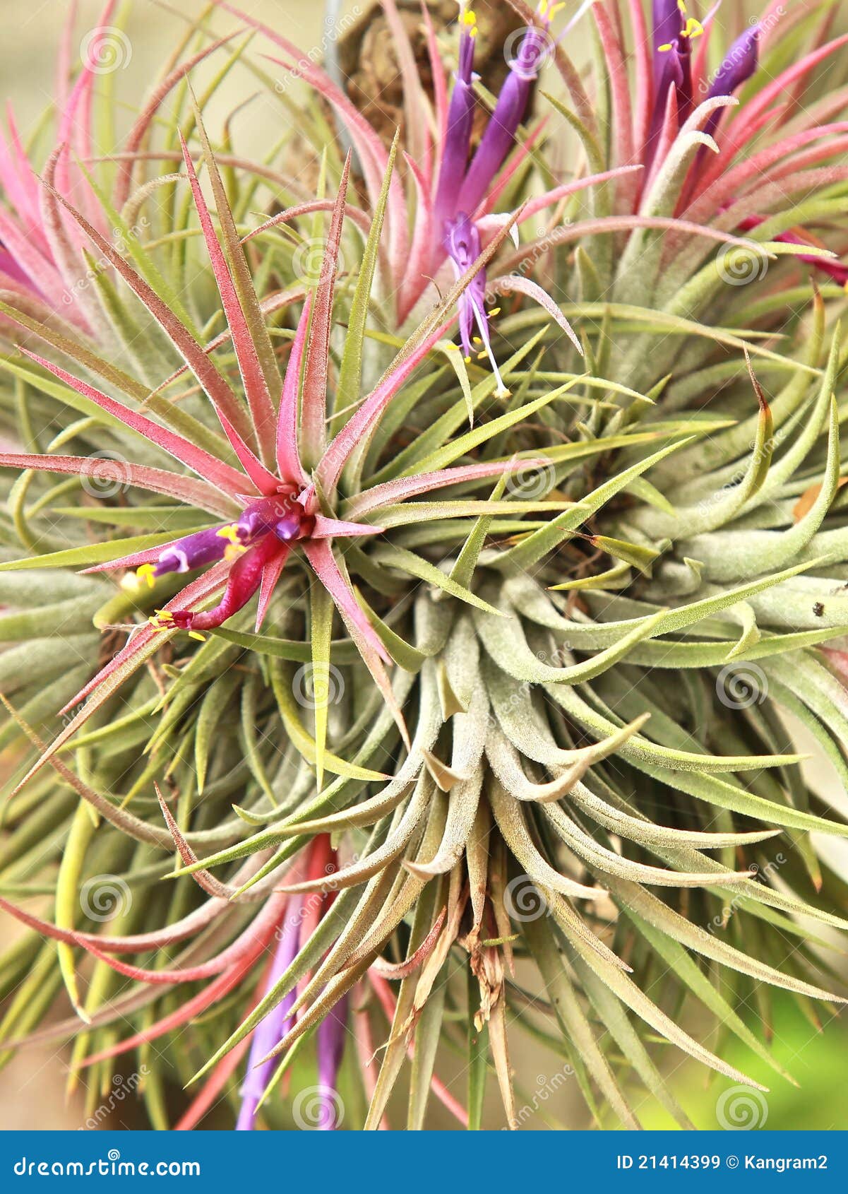 Fancy flowers stock image. Image of graphic, pattern - 21414399