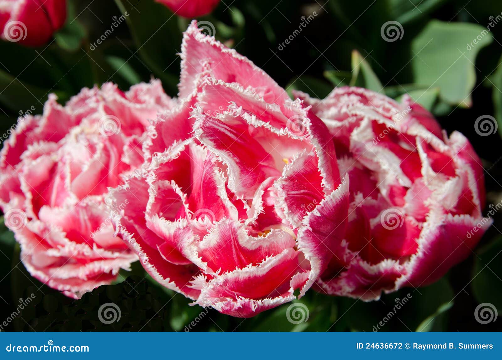 Fancy Frilled Tulips stock photo. Image of flower, liliaceae - 24636672