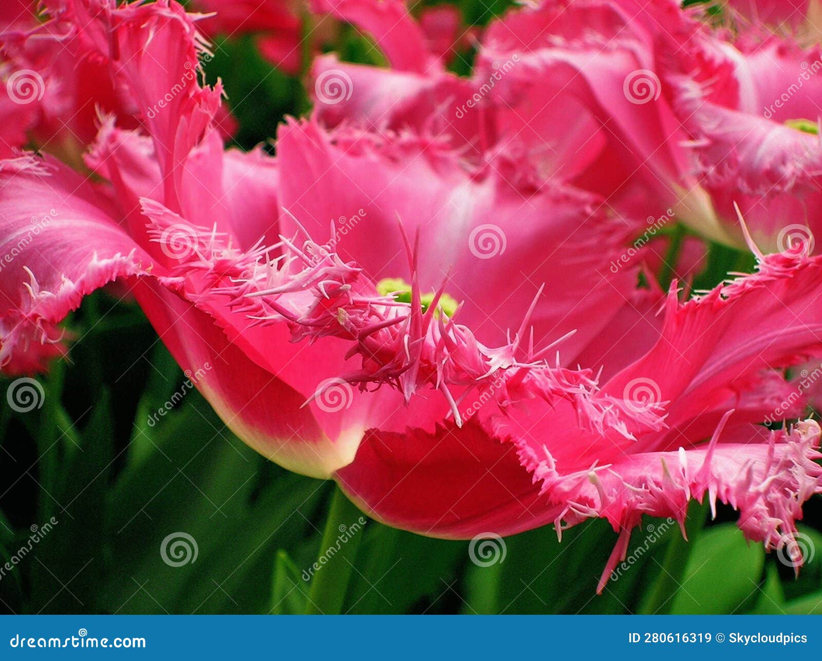 Fancy Frills Tulips stock image. Image of flower, decoration - 280616319