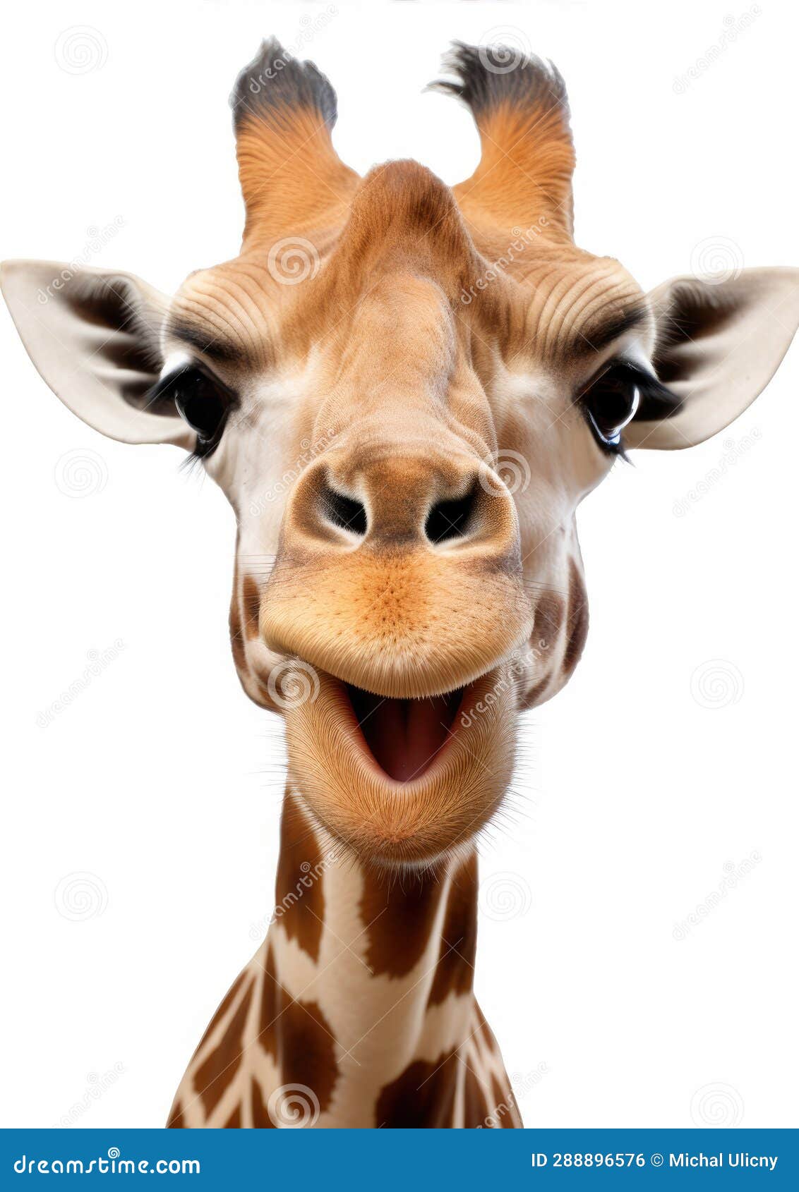 Fancy Girafe Portrait Isolated on White Background. Girafe Looking into ...
