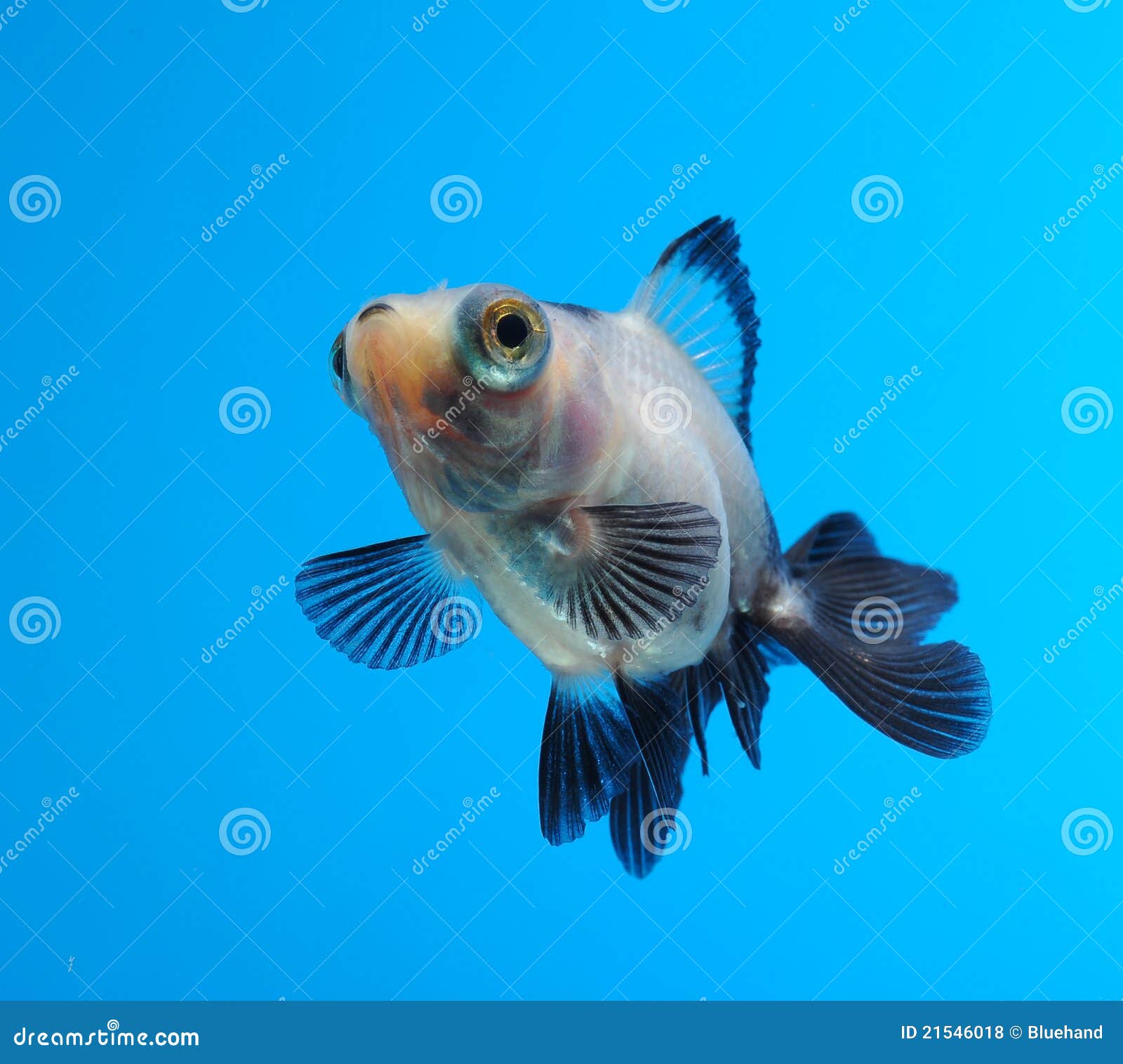 Goldfish Blue Background Stock Image | CartoonDealer.com #90190471