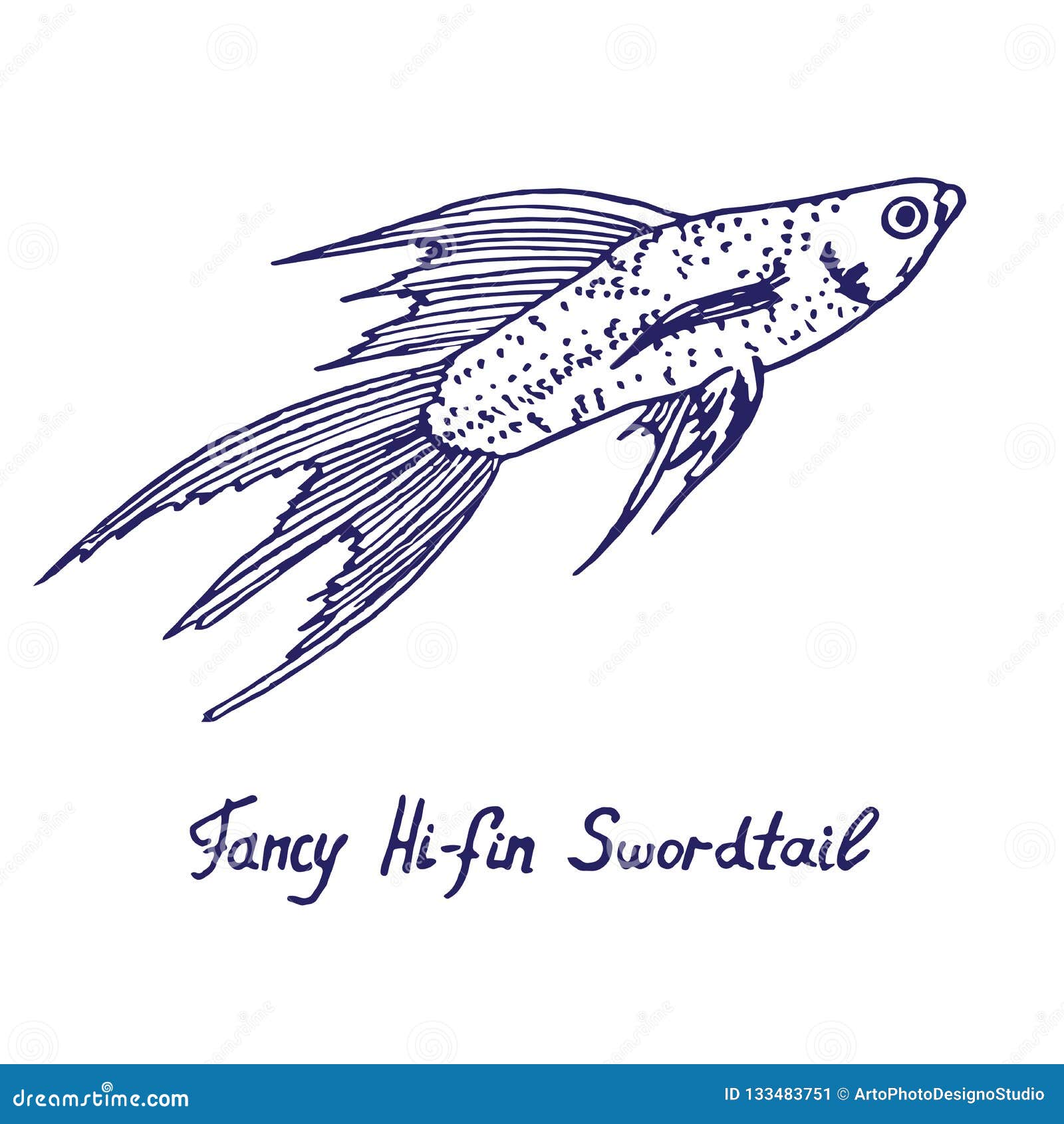 Xiphophorus Hellerii Swordtail Swimming In Aquarium. Royalty-Free Stock ...