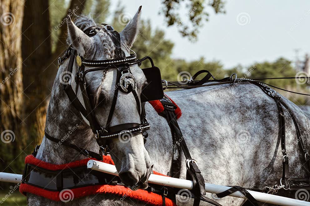 Fancy horse stock photo. Image of grey, gray, percheron - 75090124