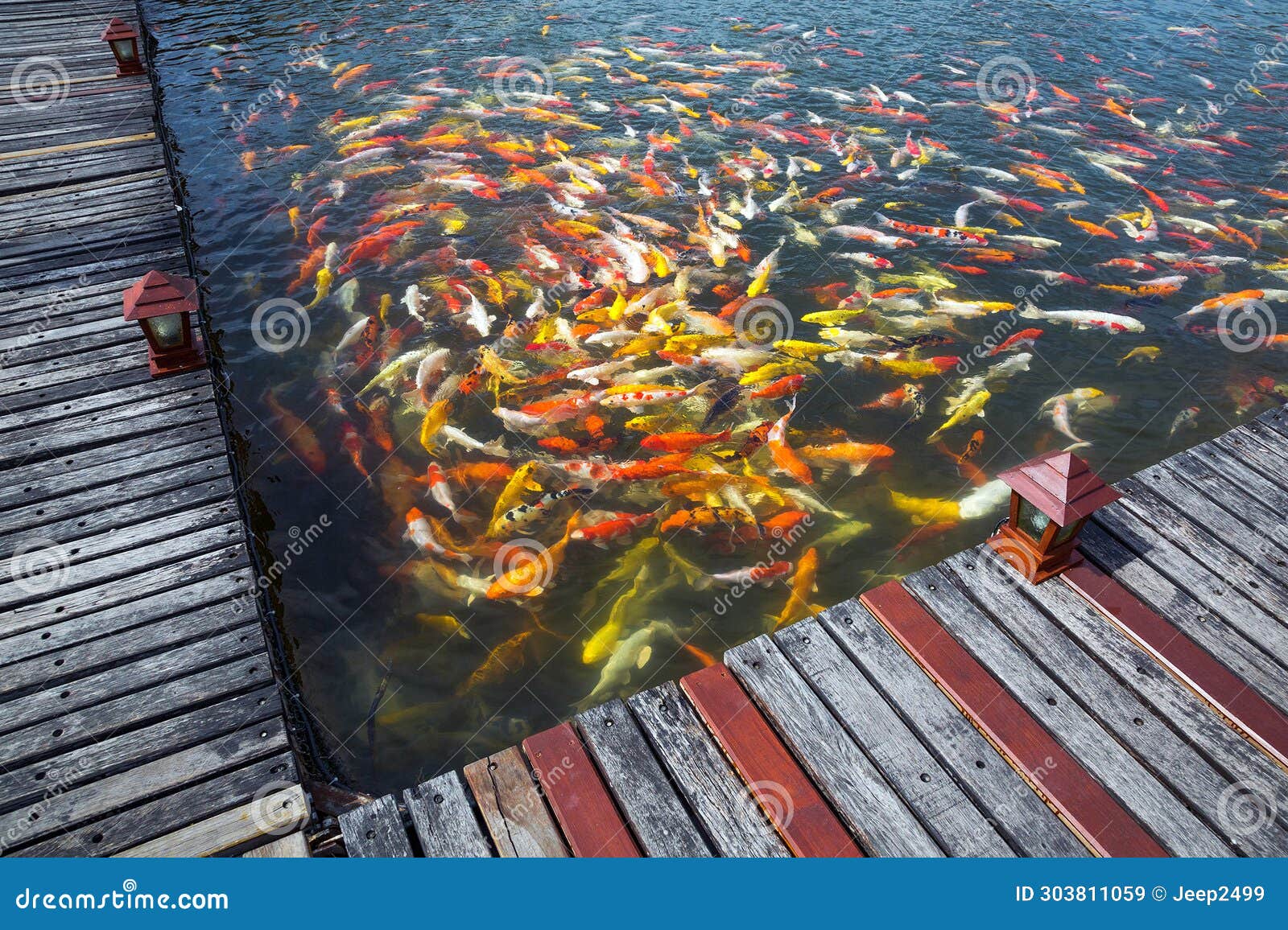 Fancy koi fish swimming. stock image. Image of gold - 303811059