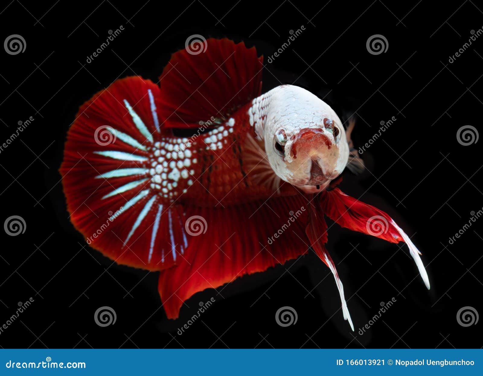 Fancy Koi Galaxy Betta Fish Stock Image - Image of galaxy, color: 166013921