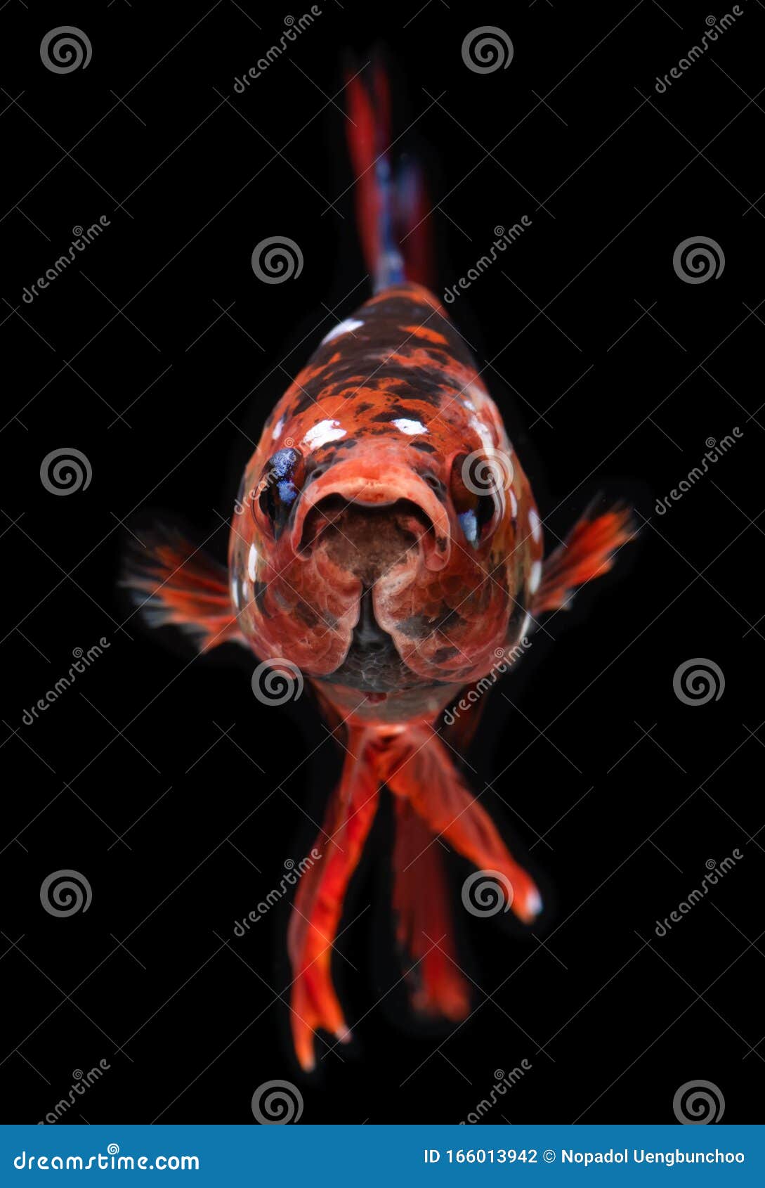 Fancy Koi Galaxy Betta Fish Stock Photo - Image of isolated, exotic ...