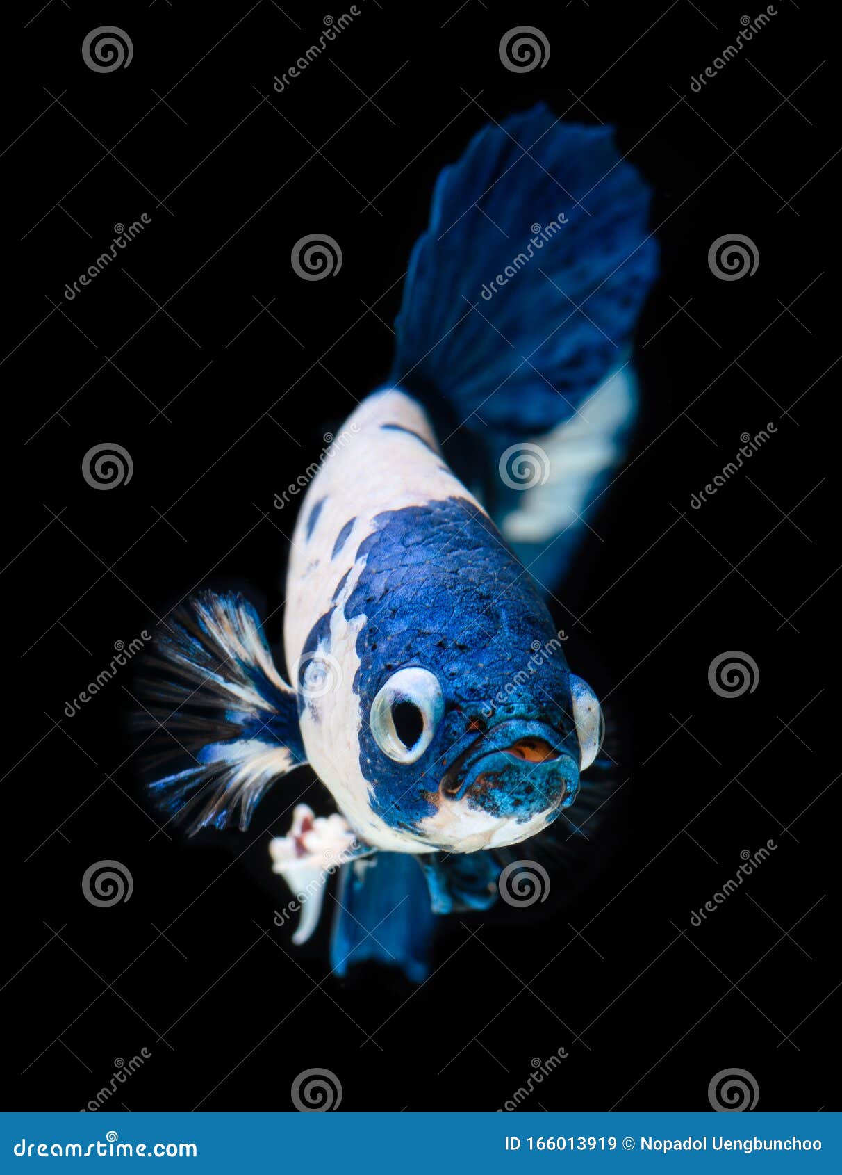 Fancy Koi Galaxy Betta Fish Stock Image - Image of abstract, motion ...