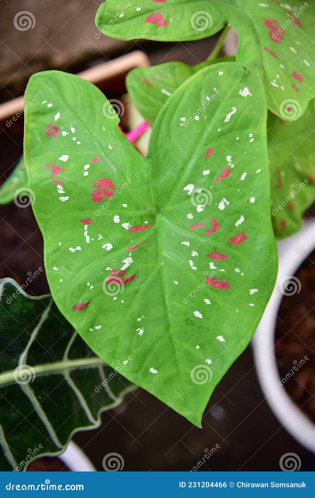 Fancy Leaf Caladium in Nature Stock Photo - Image of blossom ...