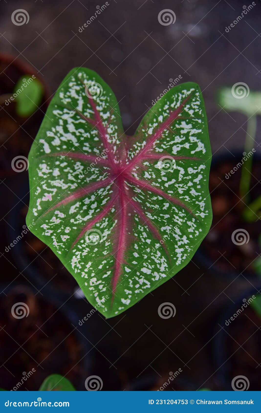 Fancy Leaf Caladium in Nature Stock Image - Image of bicolor, jungle ...