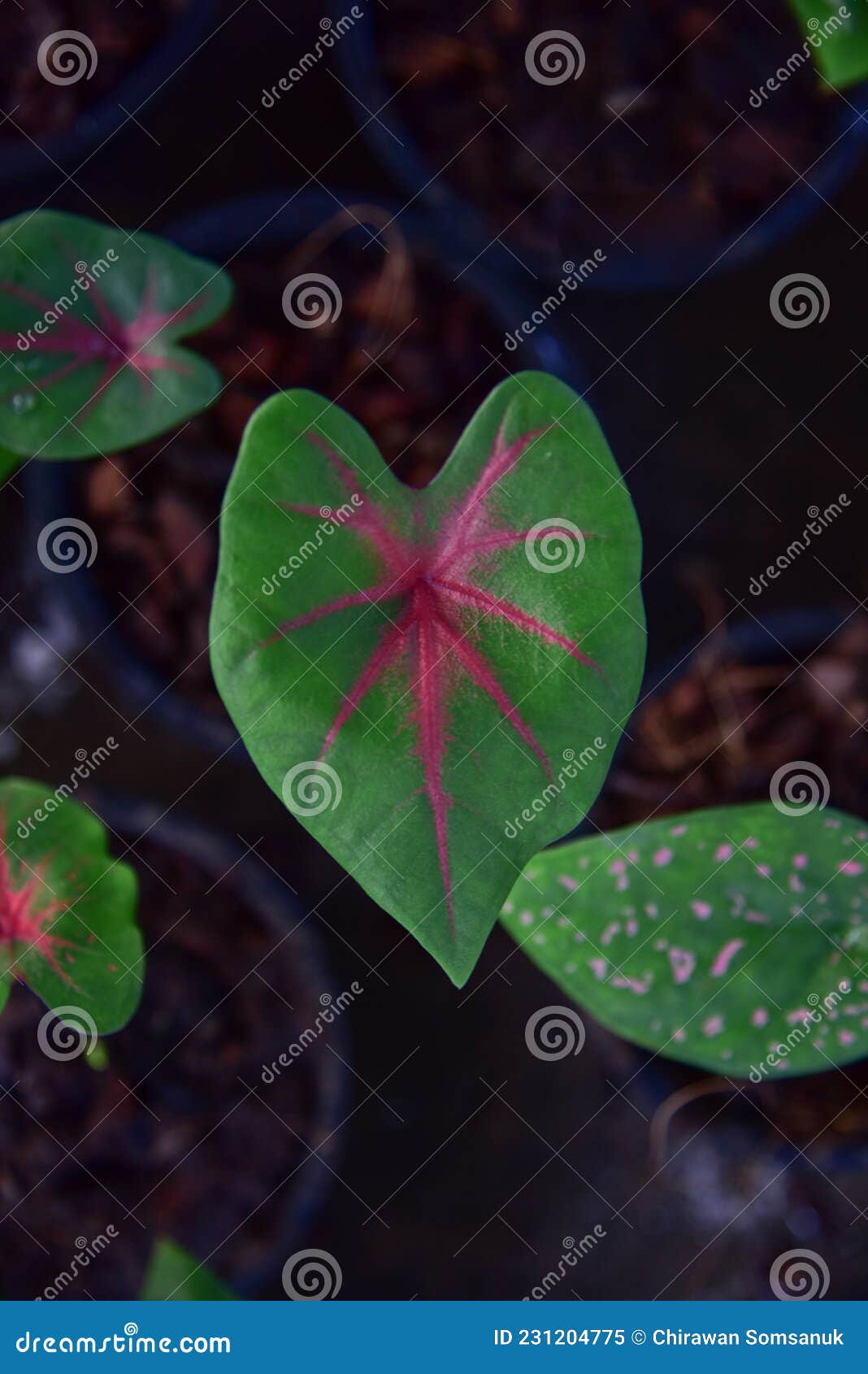 Fancy Leaf Caladium in Nature Stock Image - Image of flora, beauty ...