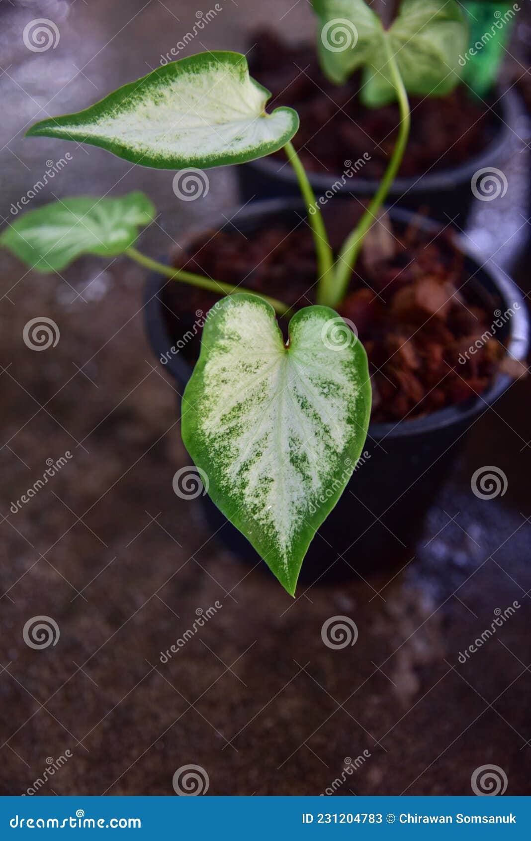 Fancy Leaf Caladium in Nature Stock Image - Image of blossom, design ...