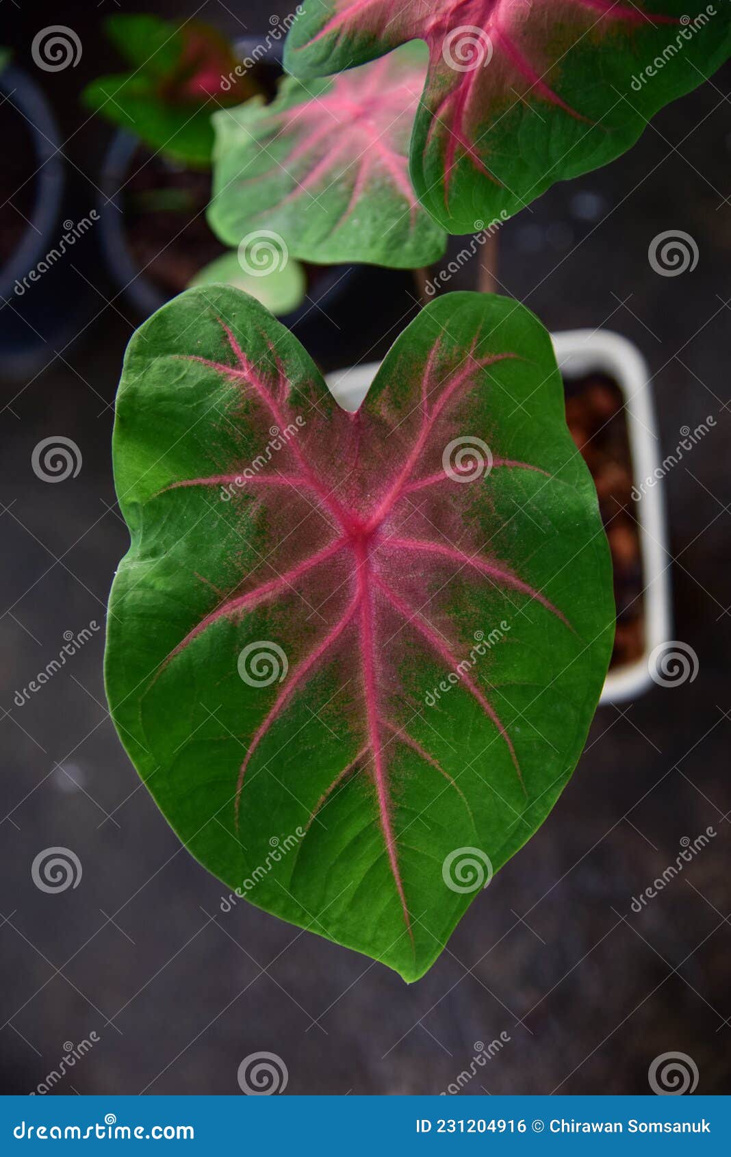 Fancy Leaf Caladium in Nature Stock Photo - Image of flowers, botanic ...