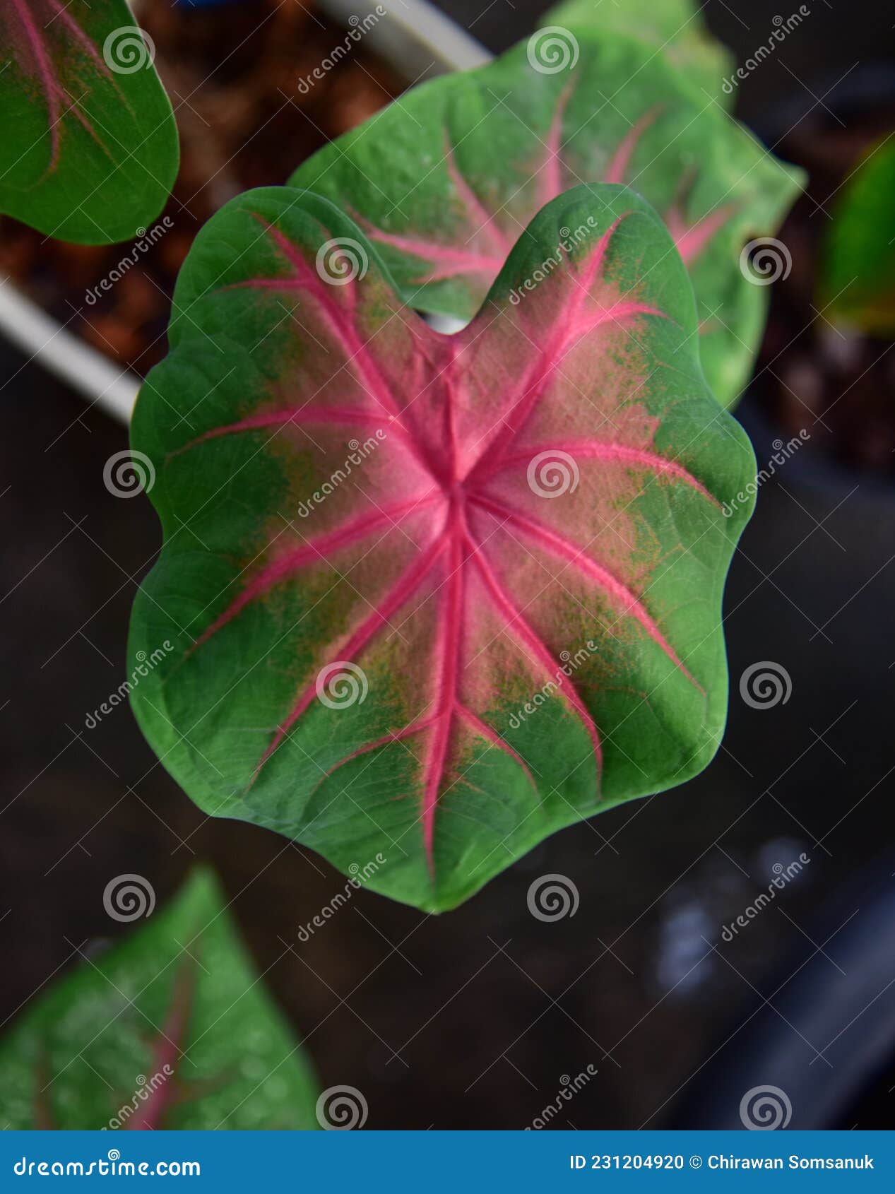 Fancy Leaf Caladium in Nature Stock Photo - Image of heartshaped ...