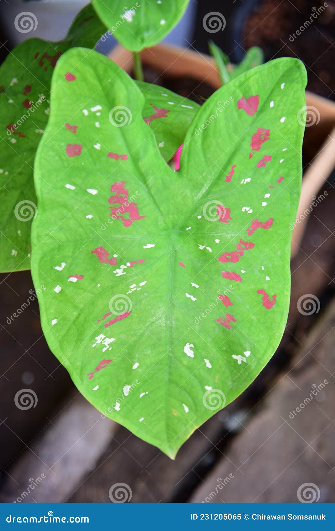 Fancy Leaf Caladium in Nature Stock Image - Image of decoration ...