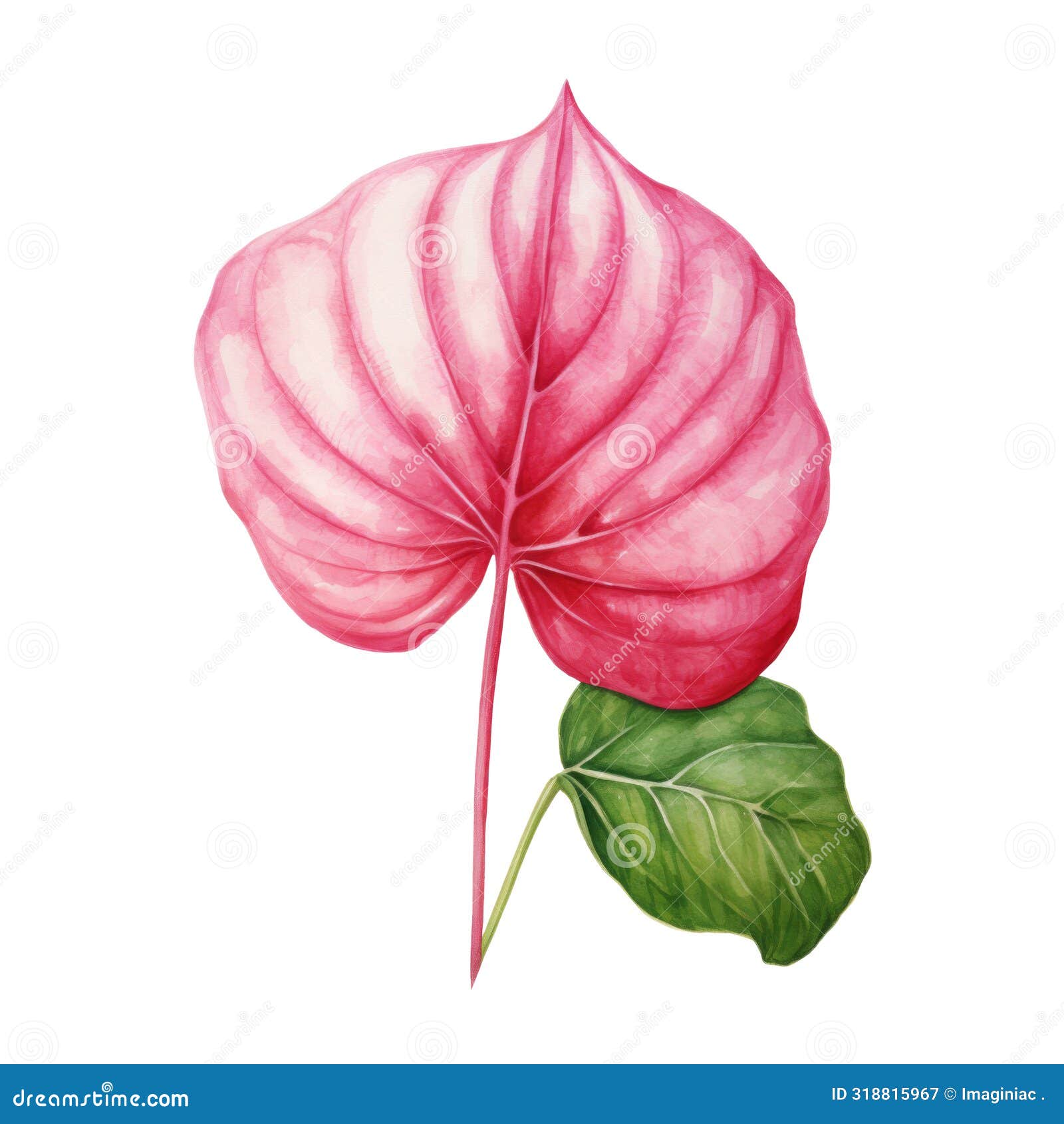 Leaf Of Caladium Make Border Stock Photo | CartoonDealer.com #148598136
