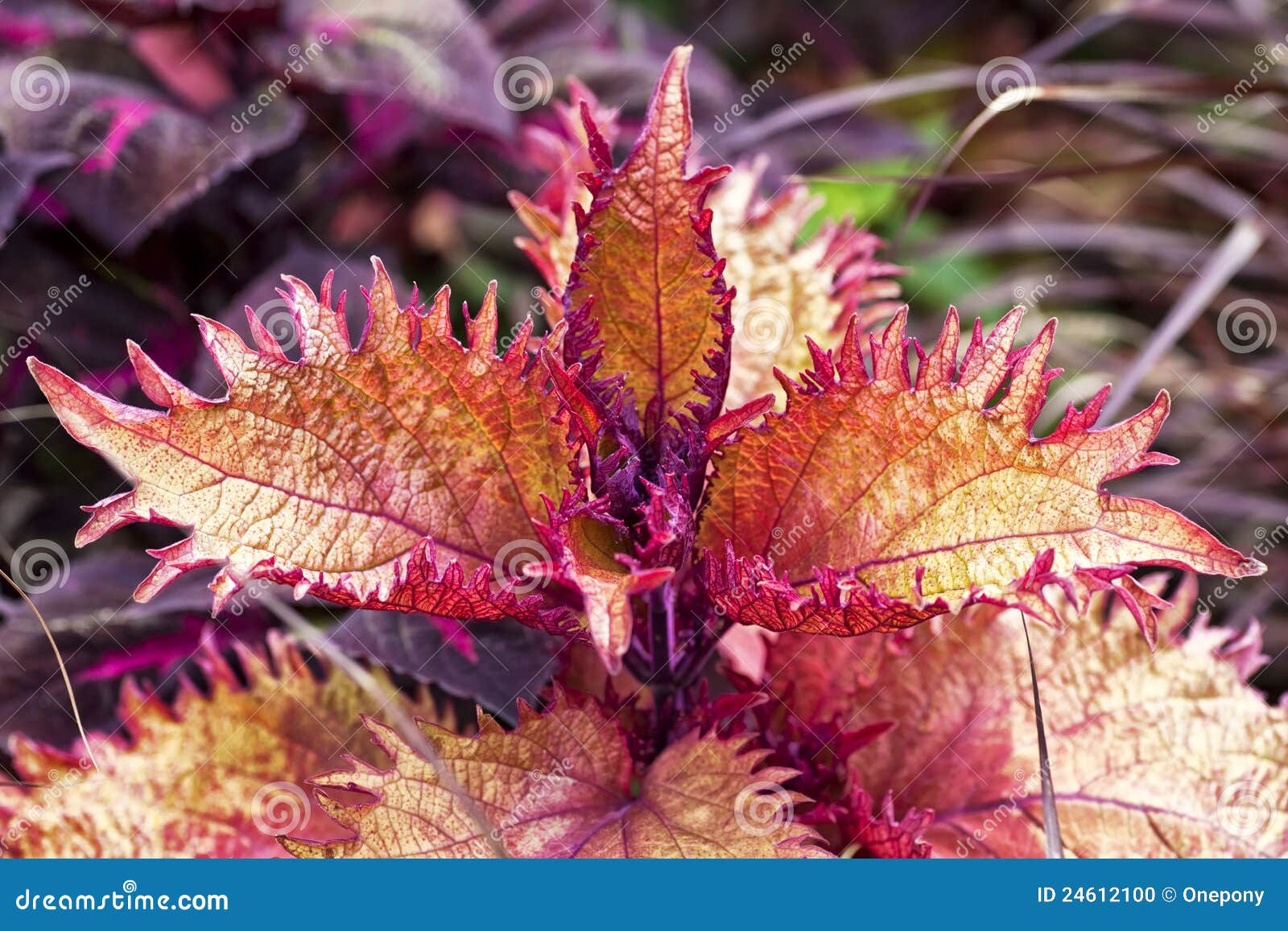 Fancy Leaf Coleus stock photo. Image of multicolored - 24612100
