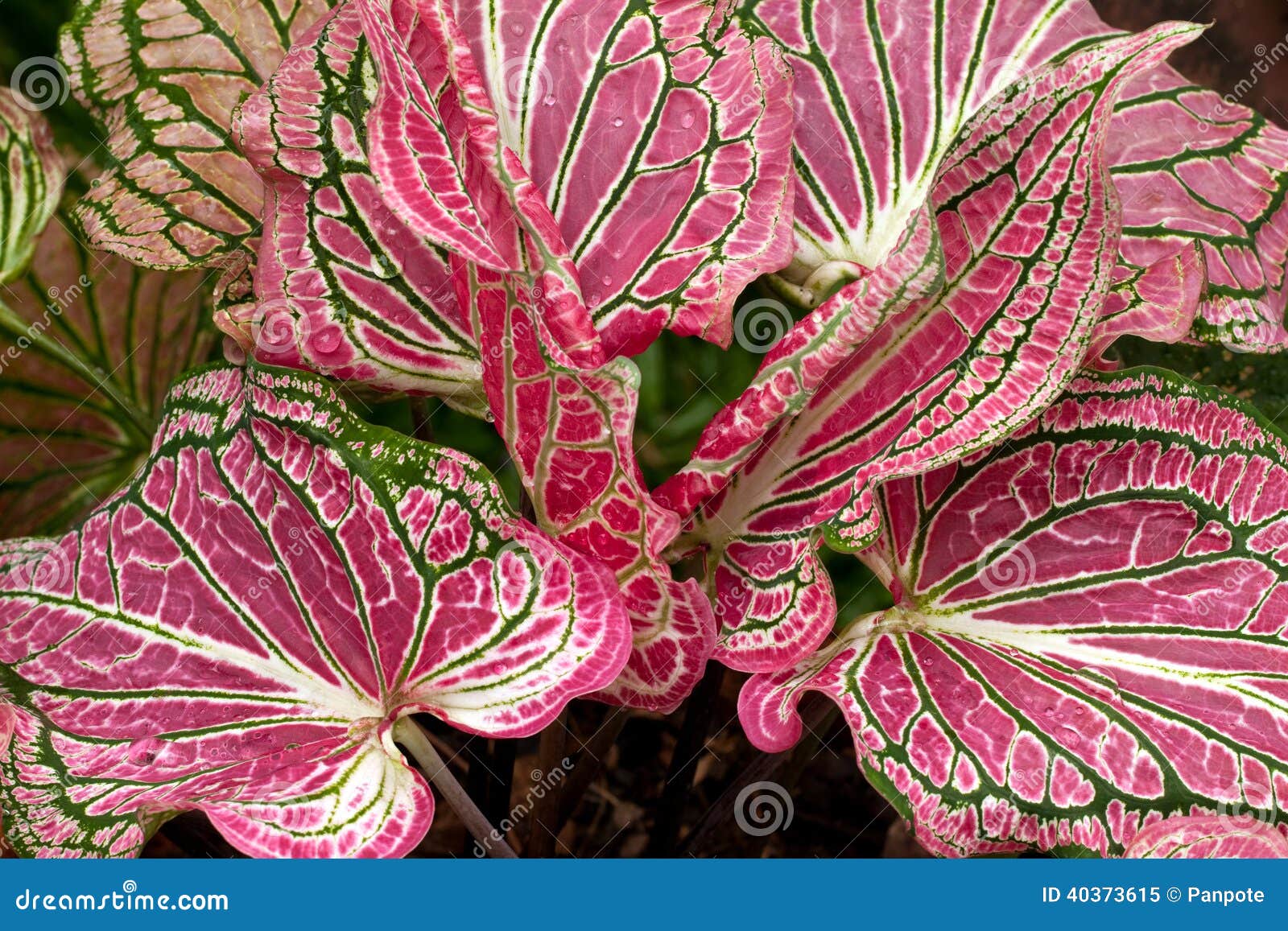 Fancy leaved caladium stock image. Image of plant, caladium - 40373615