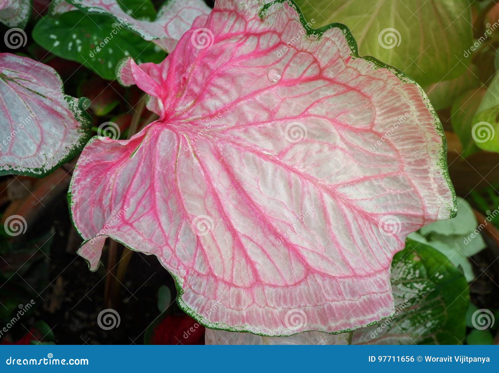 Fancy leaved caladium stock photo. Image of caladium - 97711656