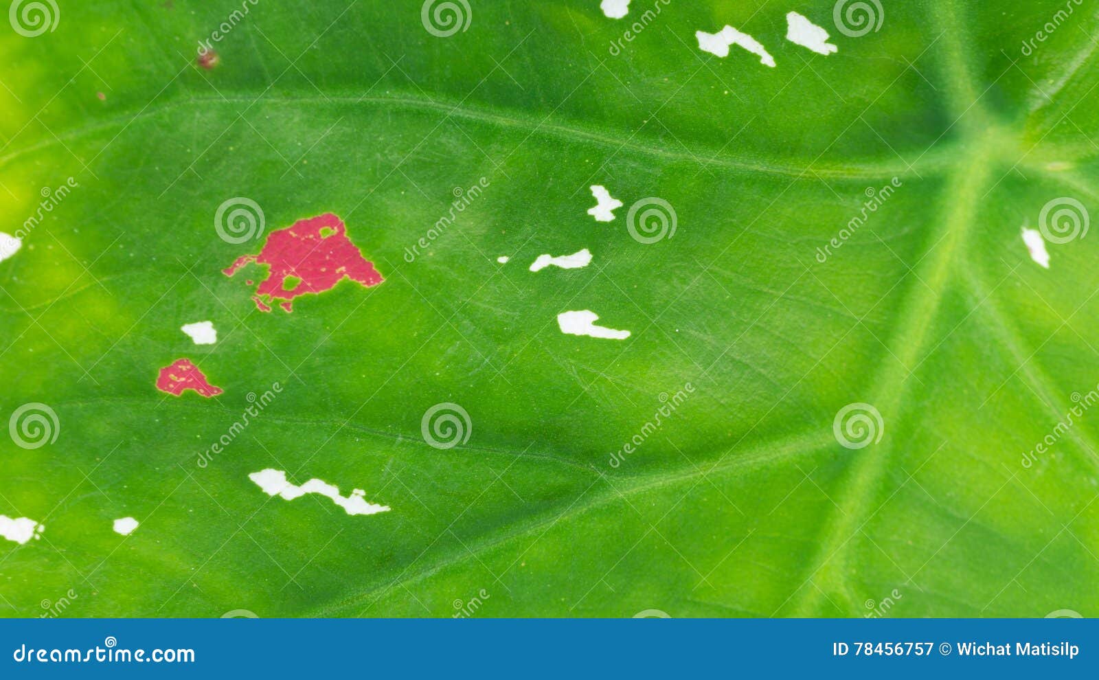 Fancy leaved Caladium Leaf stock image. Image of caladium - 78456757