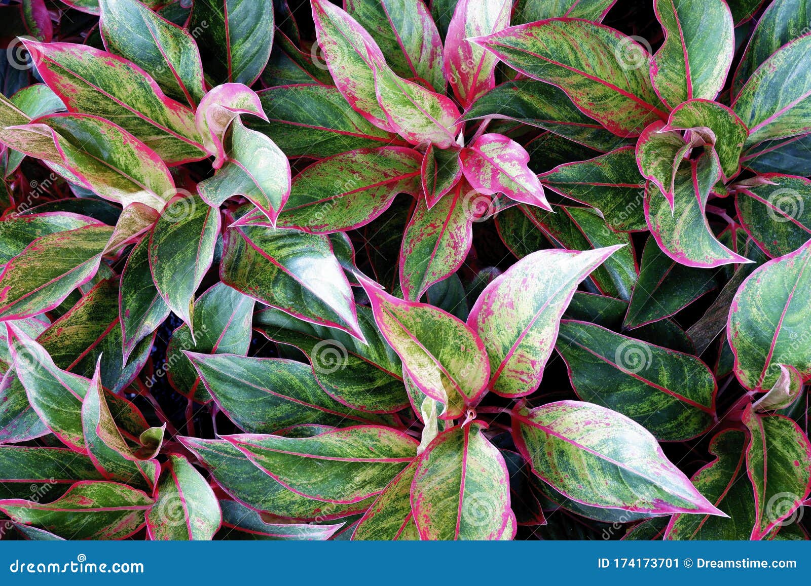 Fancy Leaved Caladium Mixed Color Stock Image - Image of garden ...