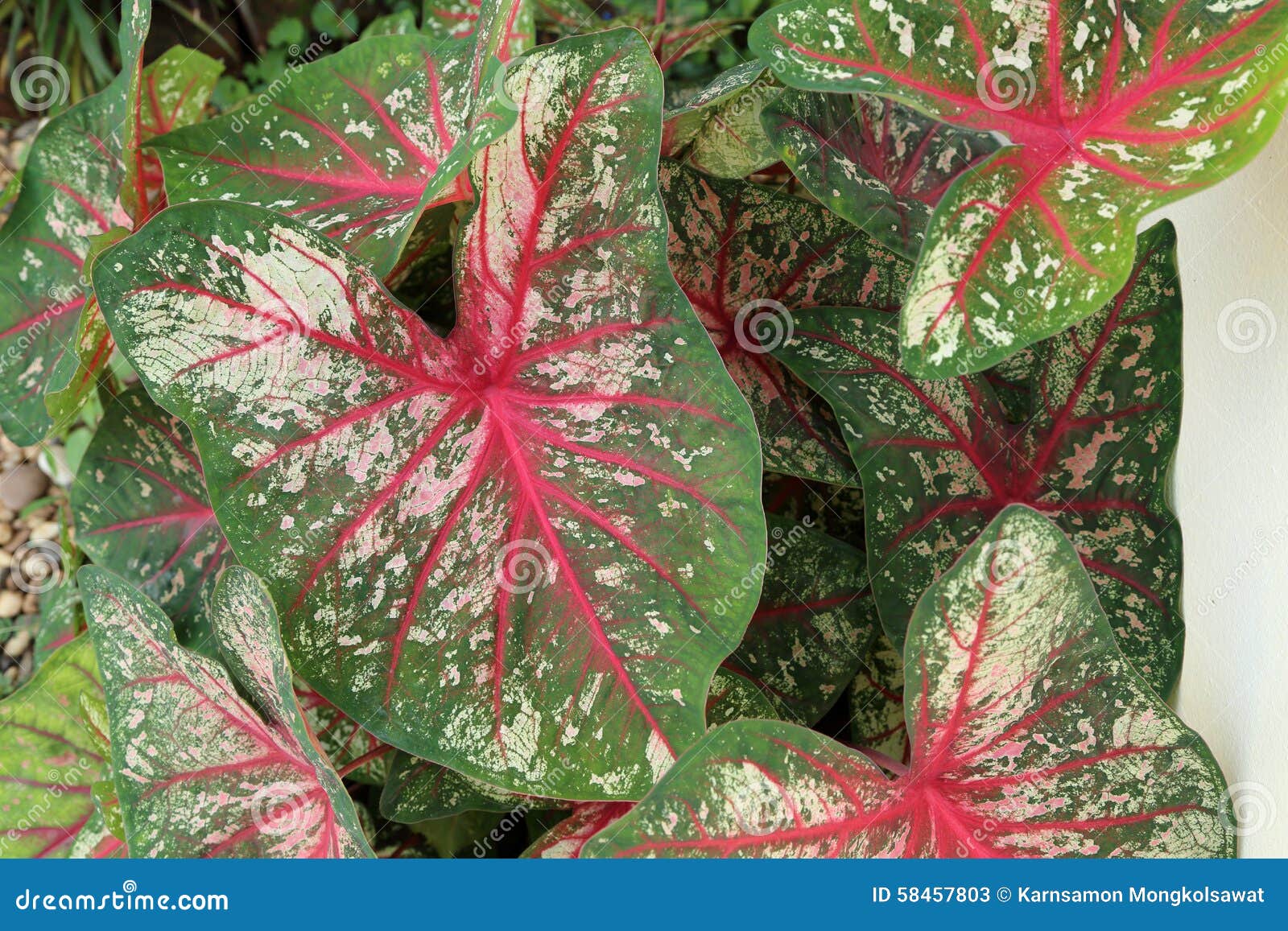 Fancy Leaved Caladium, Plant Background Stock Image - Image of ...