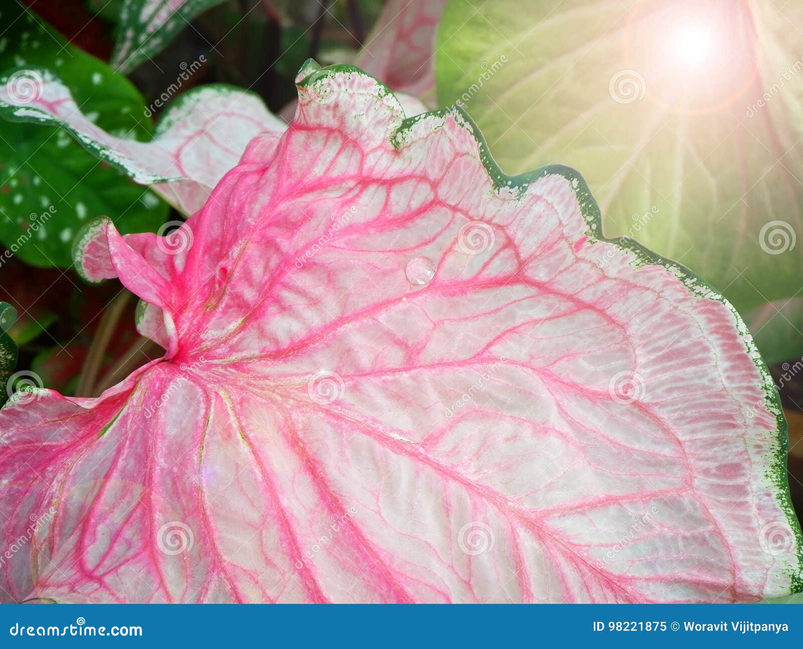 Fancy Leaved Caladium, Plant Background Stock Image - Image of botany ...