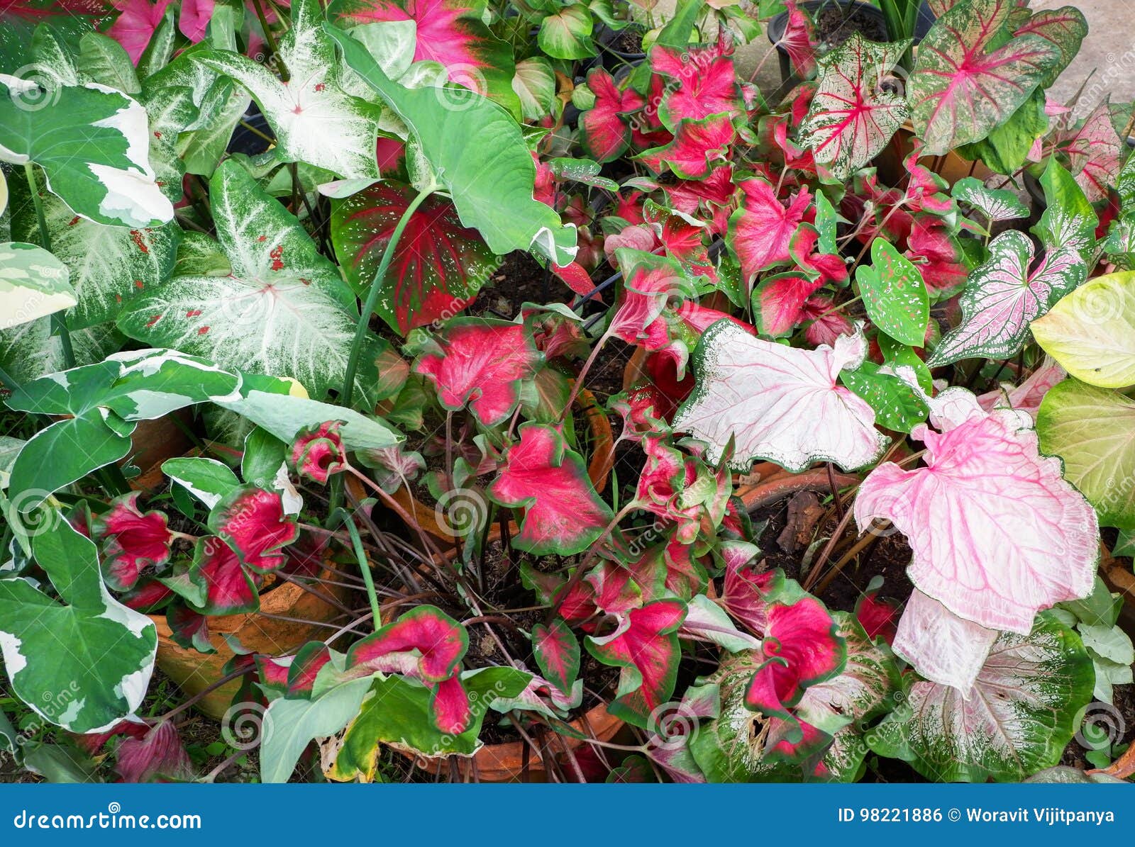 Fancy Leaved Caladium, Plant Background Stock Photo - Image of forest ...