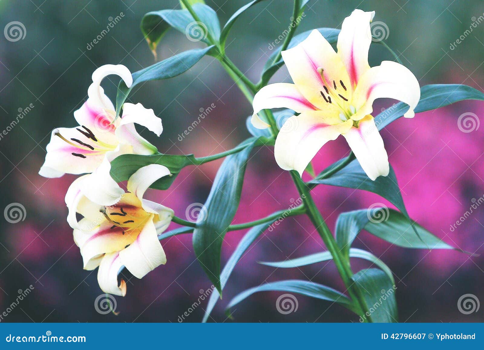 Fancy lily stock image. Image of fresh, lily, garden - 42796607