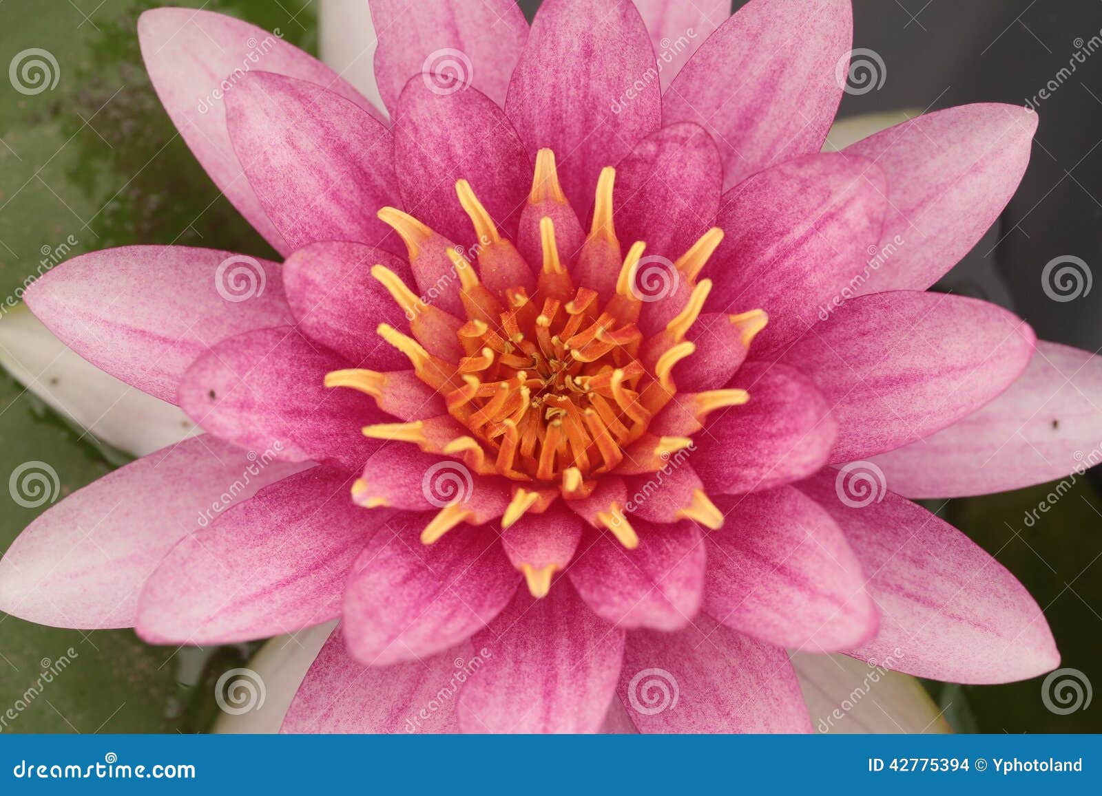 Fancy lily lotus stock photo. Image of water, blossom - 42775394