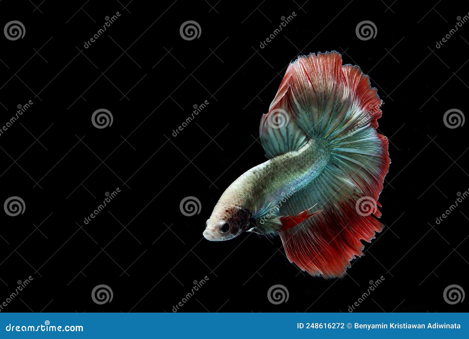 Fancy Metallic Cooper Red Betta, Halfmoon Betta on Black Stock Photo ...