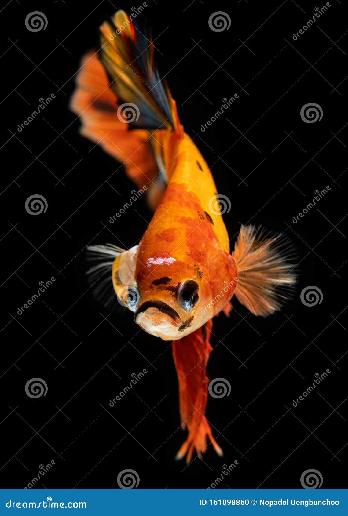 Fancy Nemo Betta or Siamese Fighting Fish Stock Photo - Image of black ...