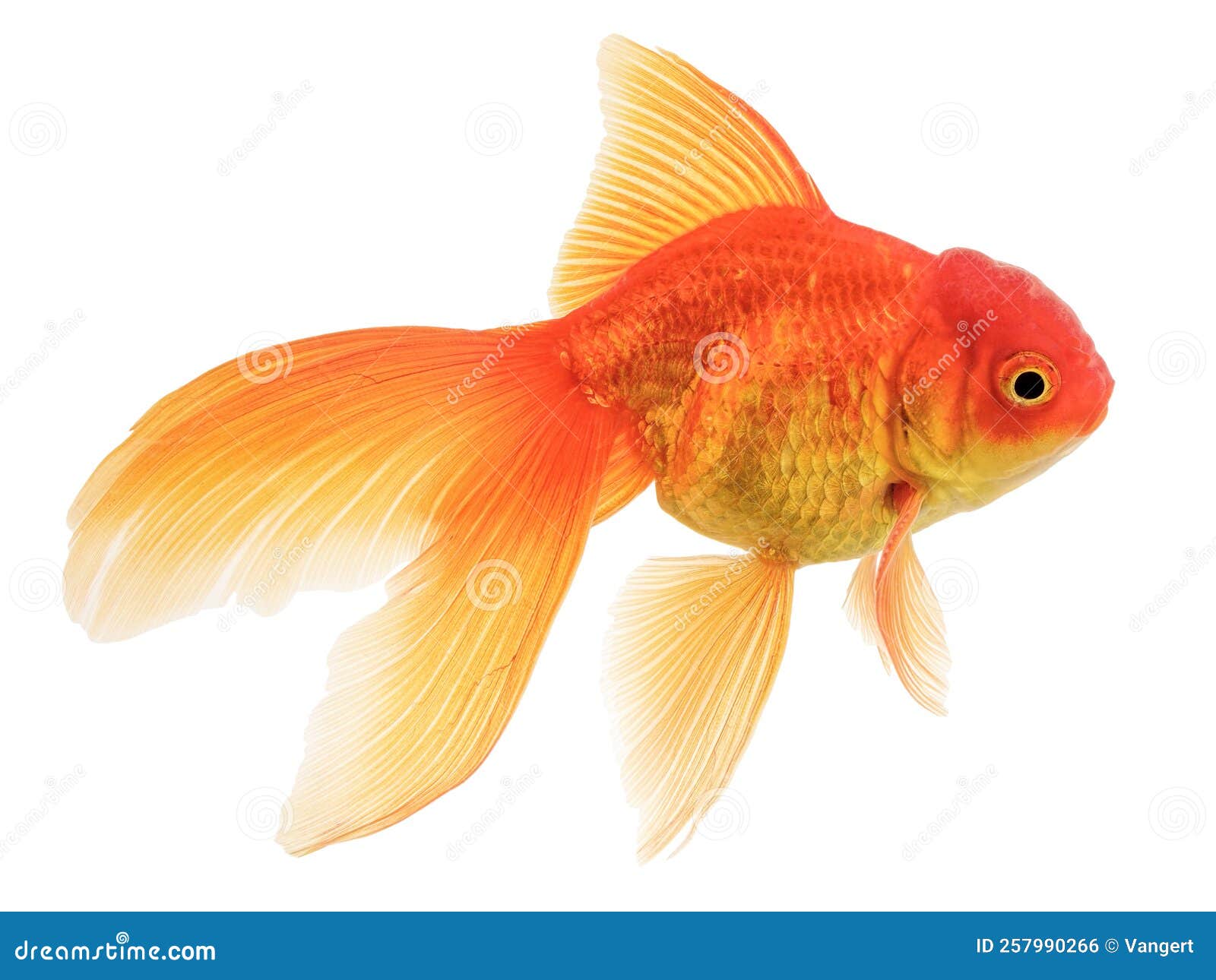 Fancy Oranda Gold Fish stock photo. Image of small, quot - 257990266