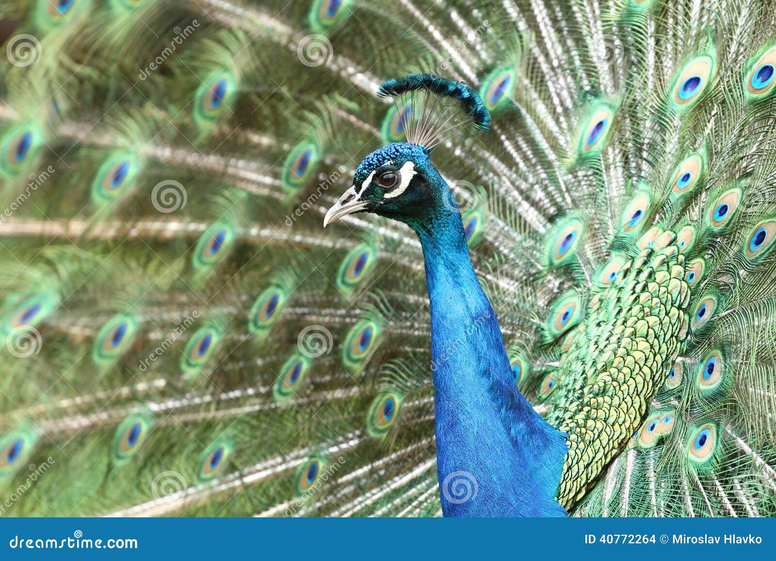 Fancy peacock stock photo. Image of cristatus, dress - 40772264