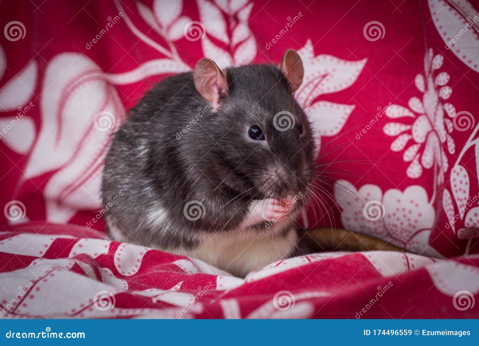 Fancy Pet Black Rat Sofa stock image. Image of breed - 174496559