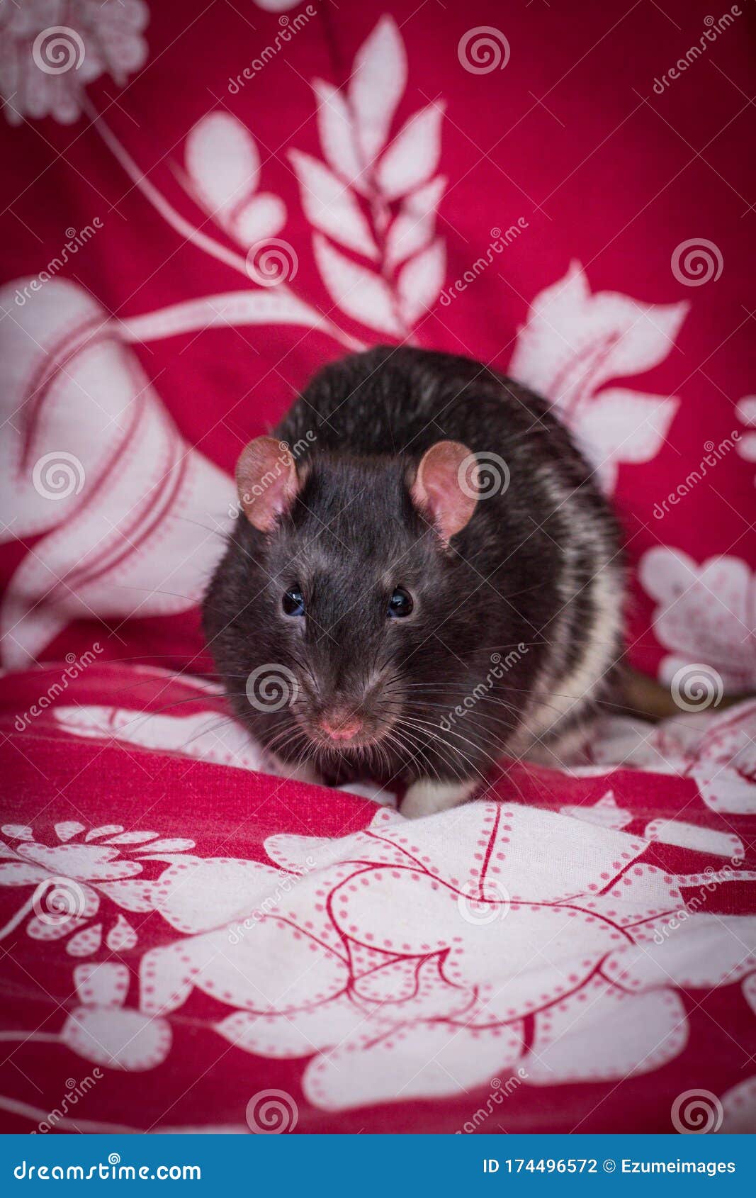 Fancy Pet Black Rat Sofa stock photo. Image of tame - 174496572