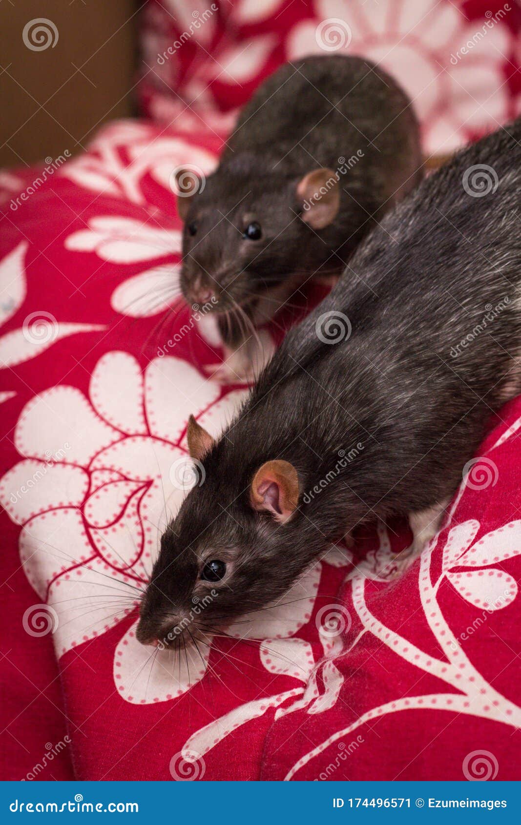 Fancy Pet Black Rats stock image. Image of fancy, furry - 174496571