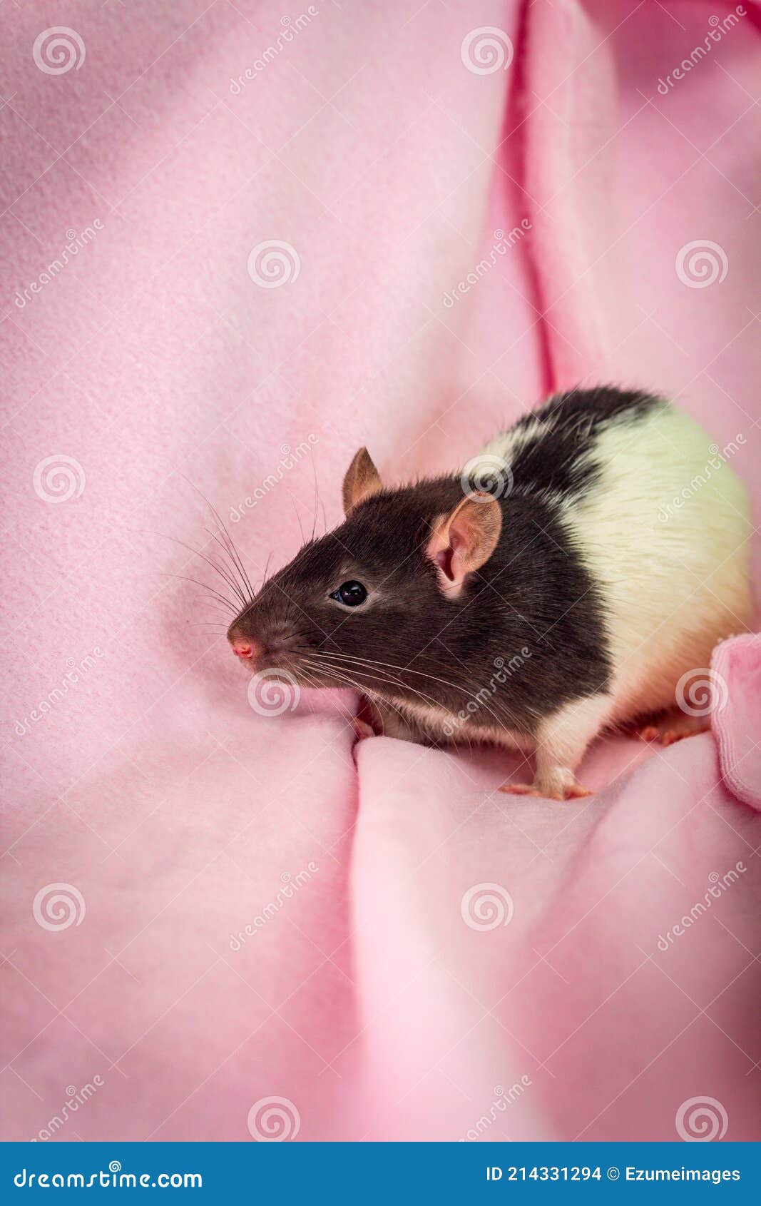 Fancy Pet Hooded Rat stock photo. Image of furry, hooded - 214331294