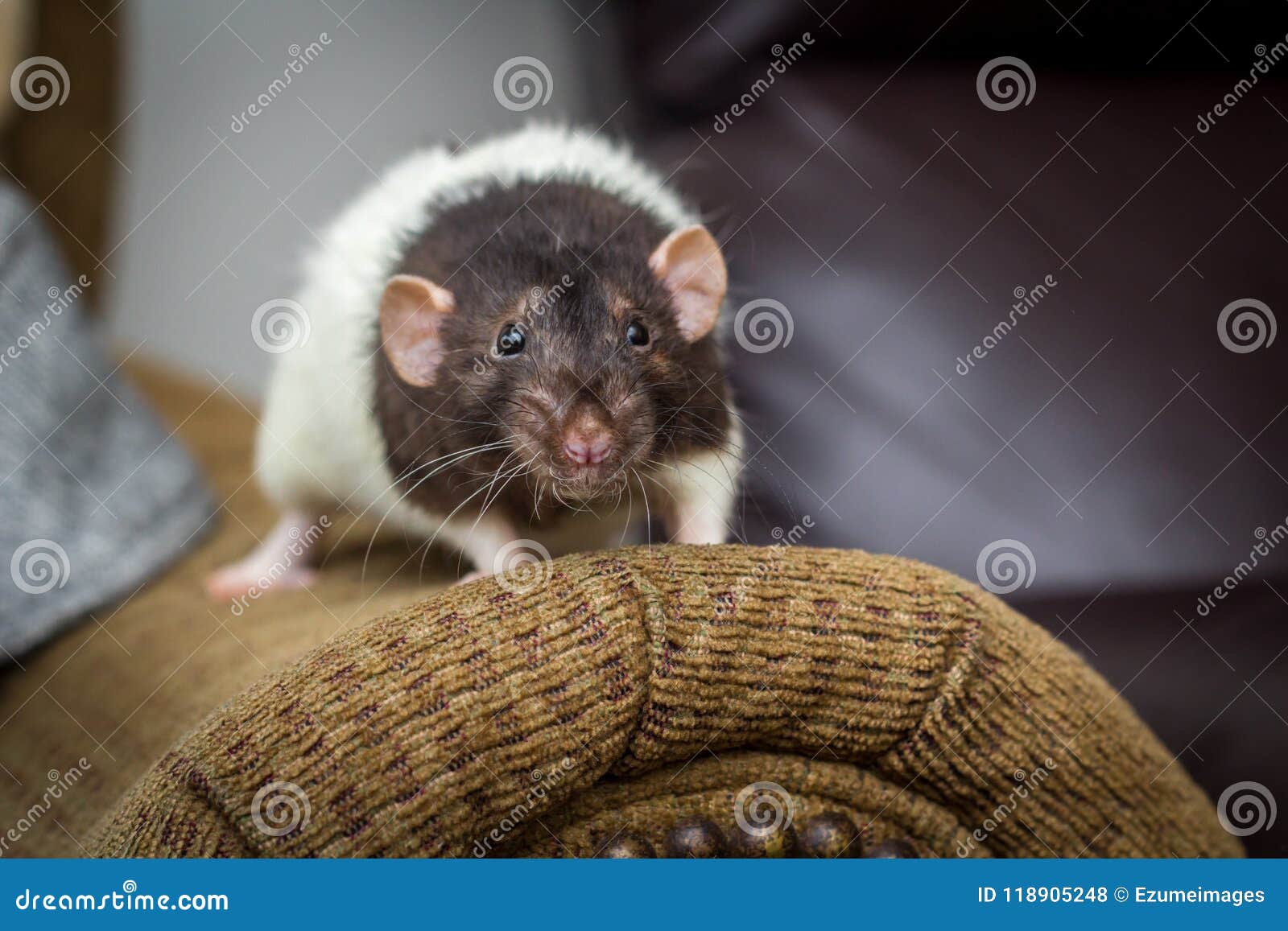 Fancy Pet Rat Sofa stock photo. Image of fancy, curious - 118905248
